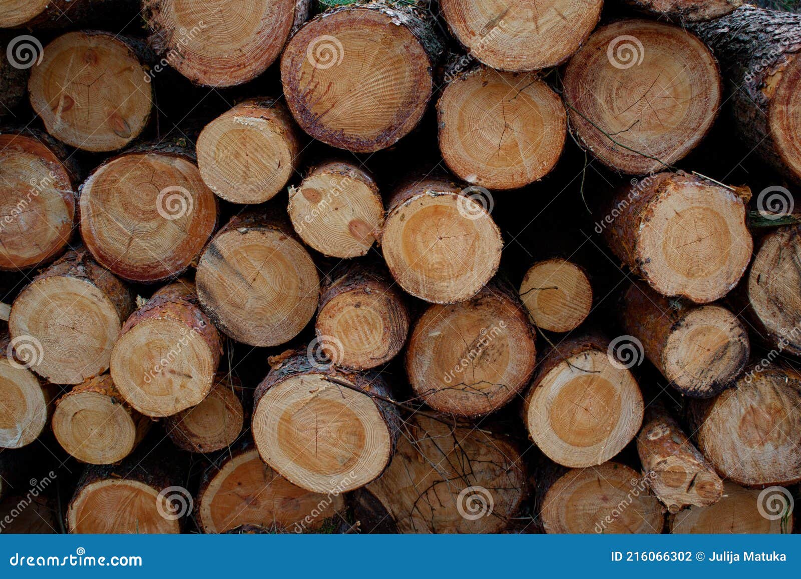 Piled Trunks of Felled Pines. a Slice is Visible. the Concept of ...