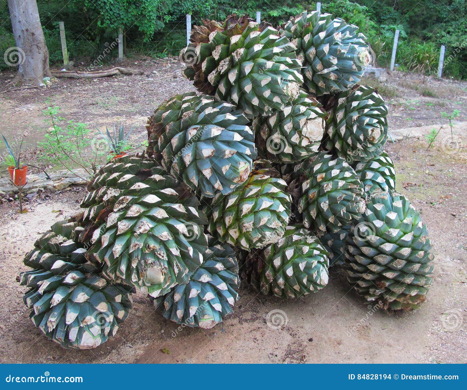 Piled up agave fruit stock photo. Image of distillate - 84828194