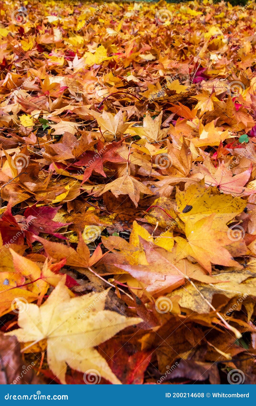 Piles of autumn leaves stock photo. Image of landscape - 200214608