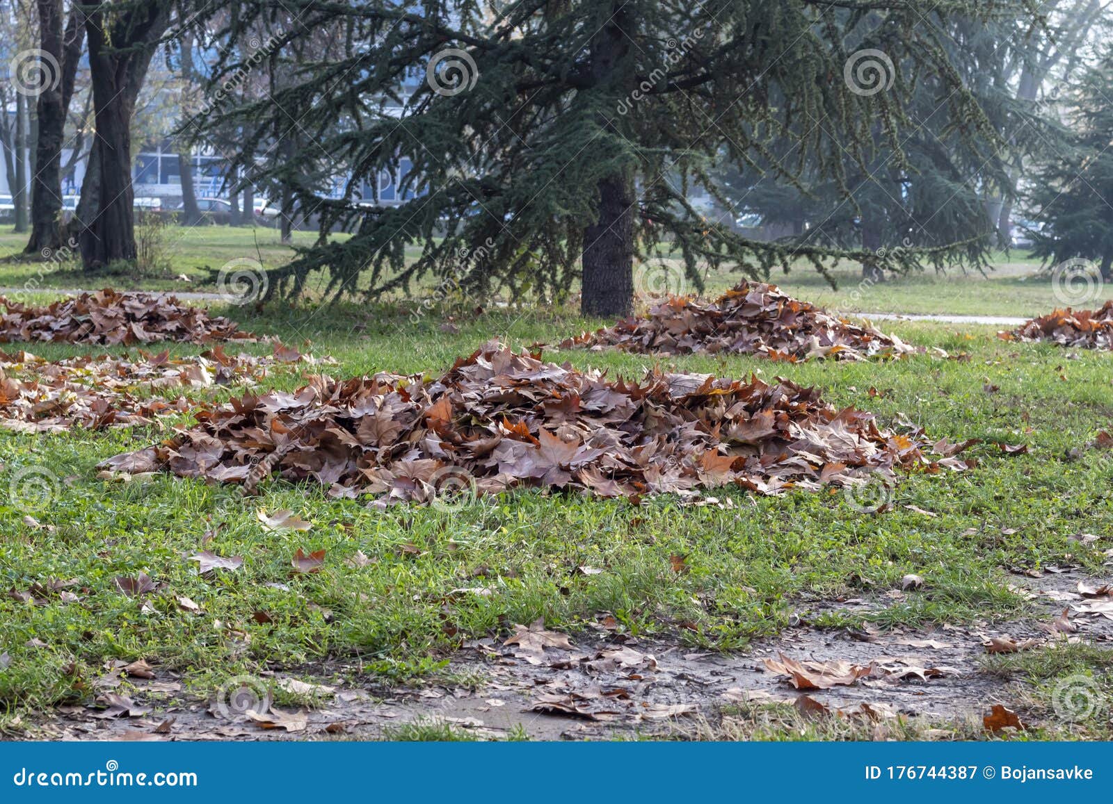 Piles Of Leaves And Tree Branches Stock Photo | CartoonDealer.com ...