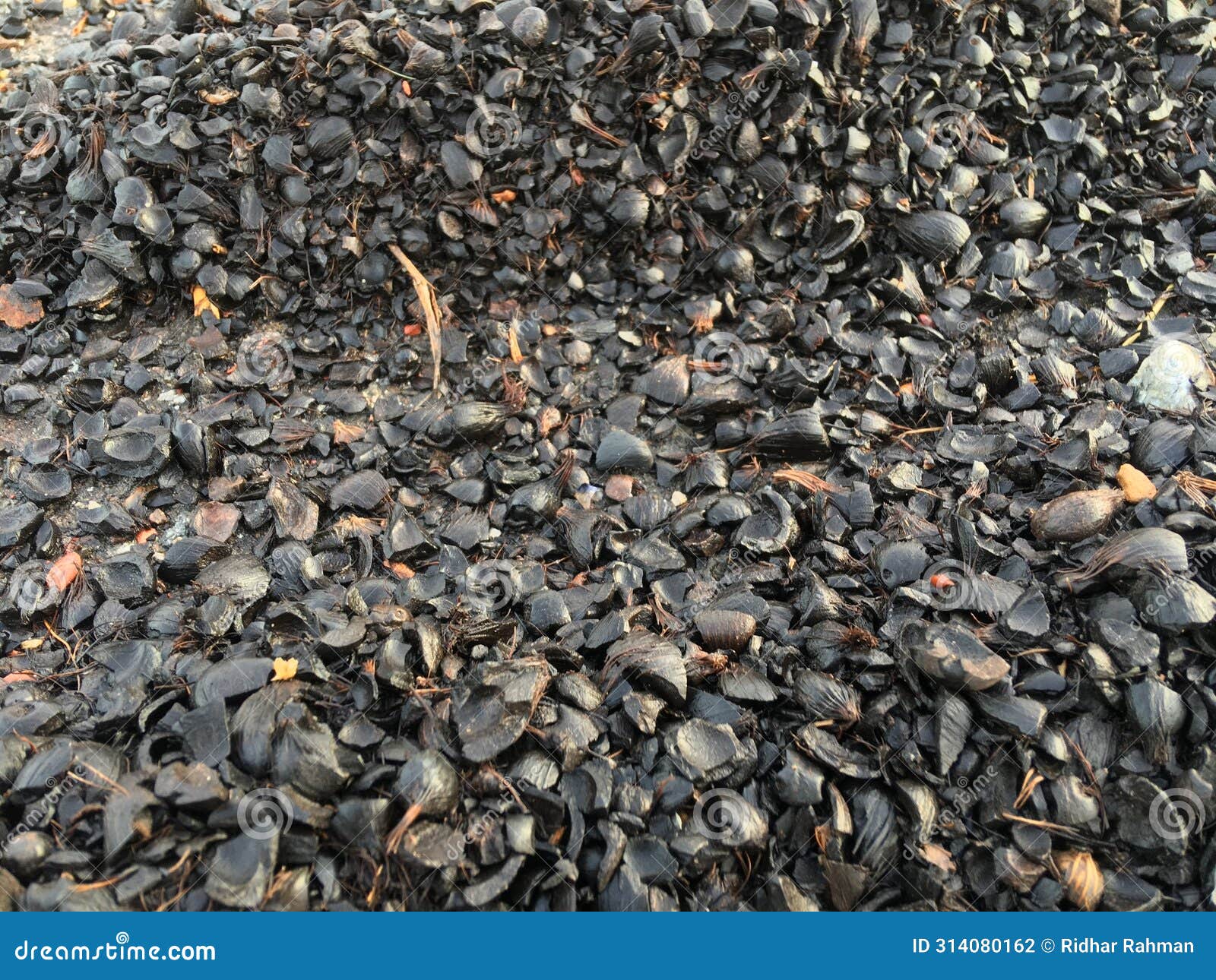 Piles of Black Palm Kernel Shells Stock Photo - Image of orange, ripe ...