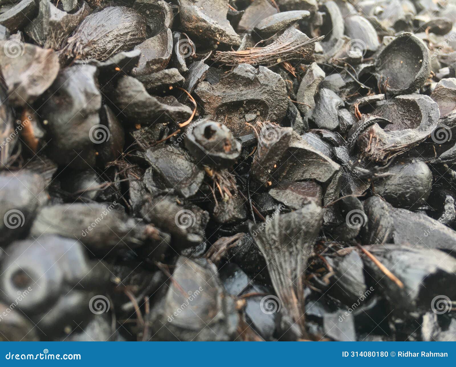 Piles of Black Palm Kernel Shells Stock Photo - Image of leaves ...