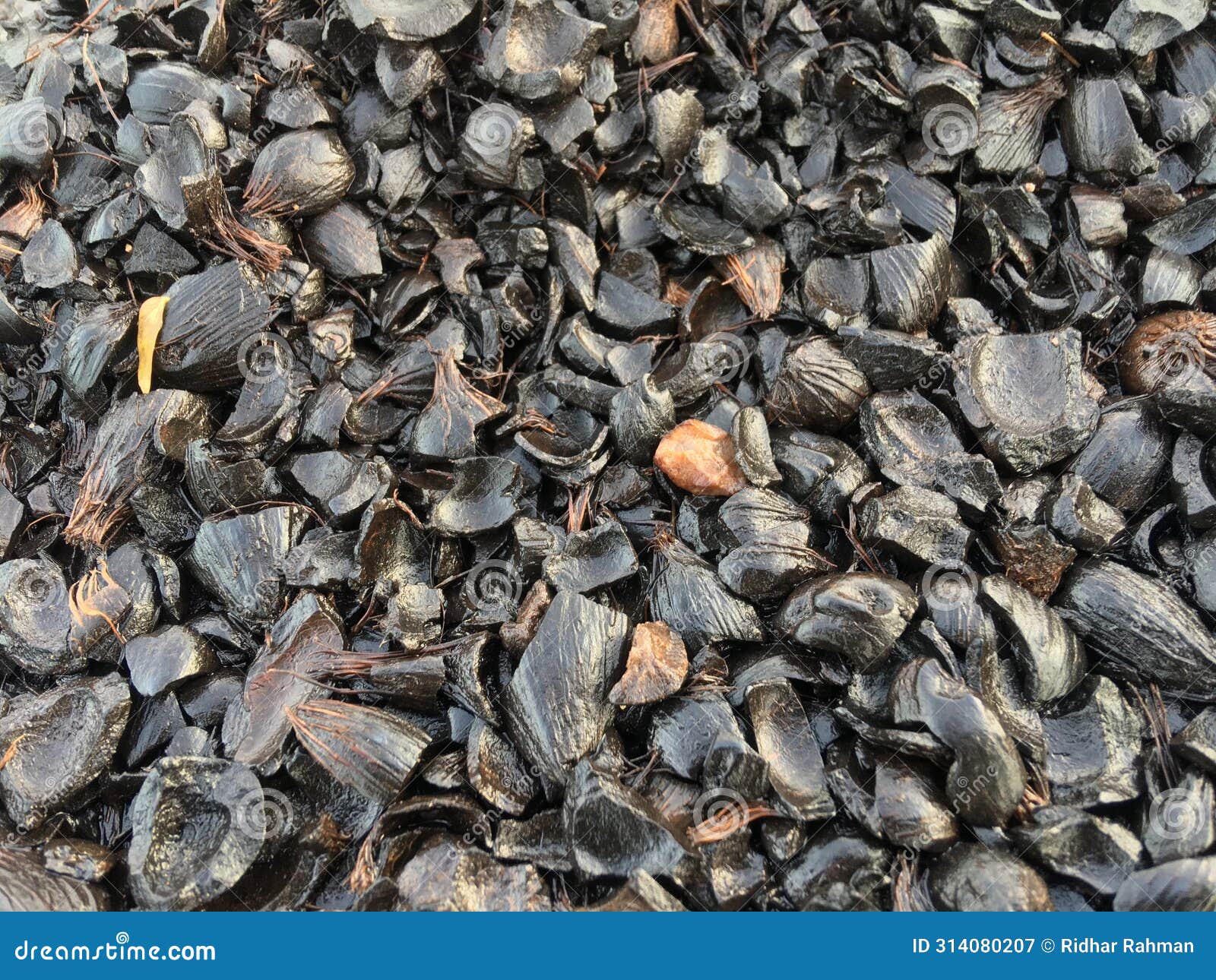 Piles of Black Palm Kernel Shells Stock Image - Image of kernel, fresh ...