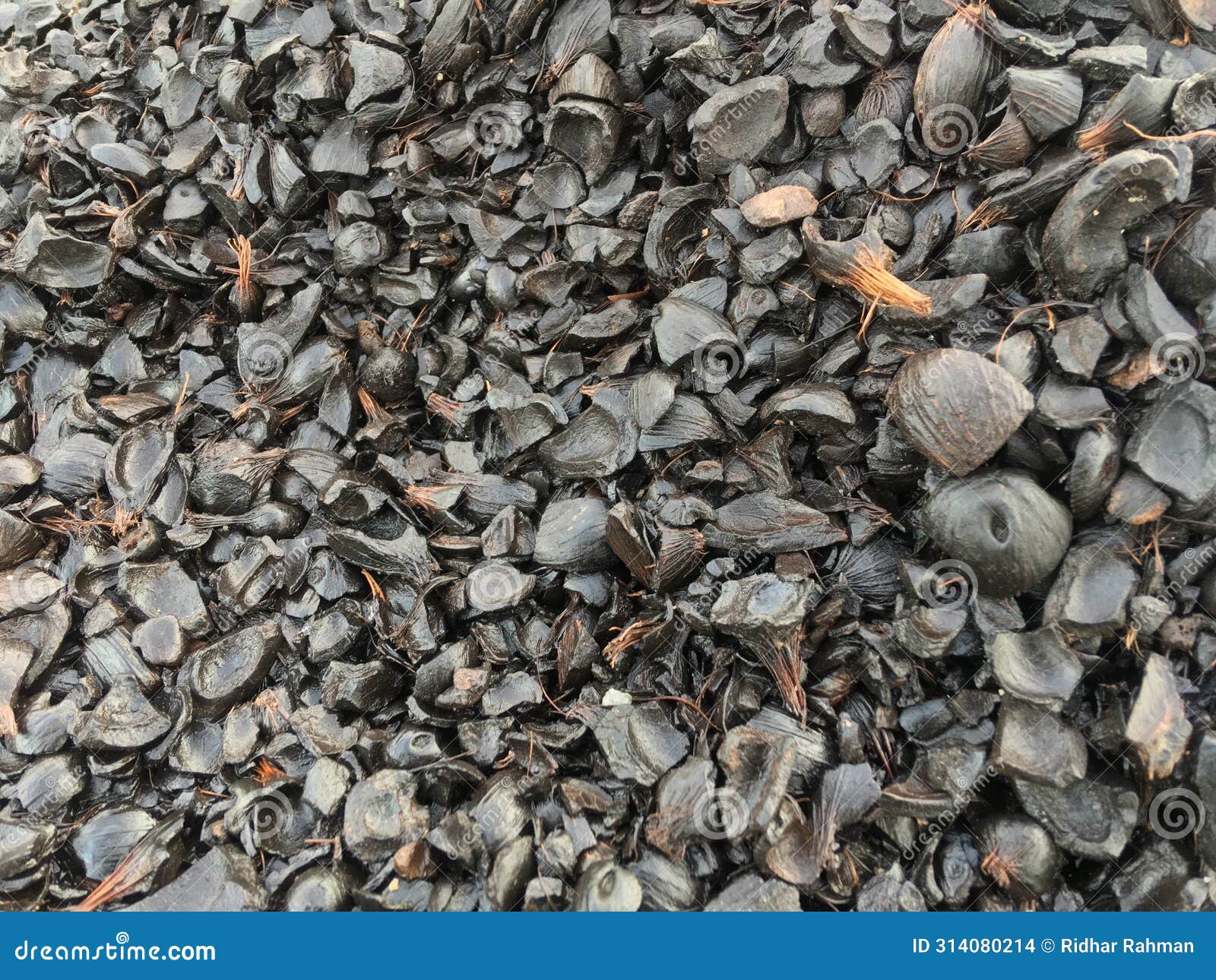 Piles of Black Palm Kernel Shells Stock Photo - Image of green ...