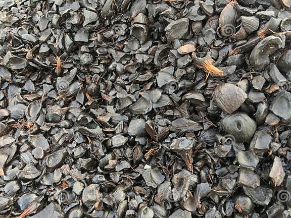 Piles of Black Palm Kernel Shells Stock Photo - Image of green ...