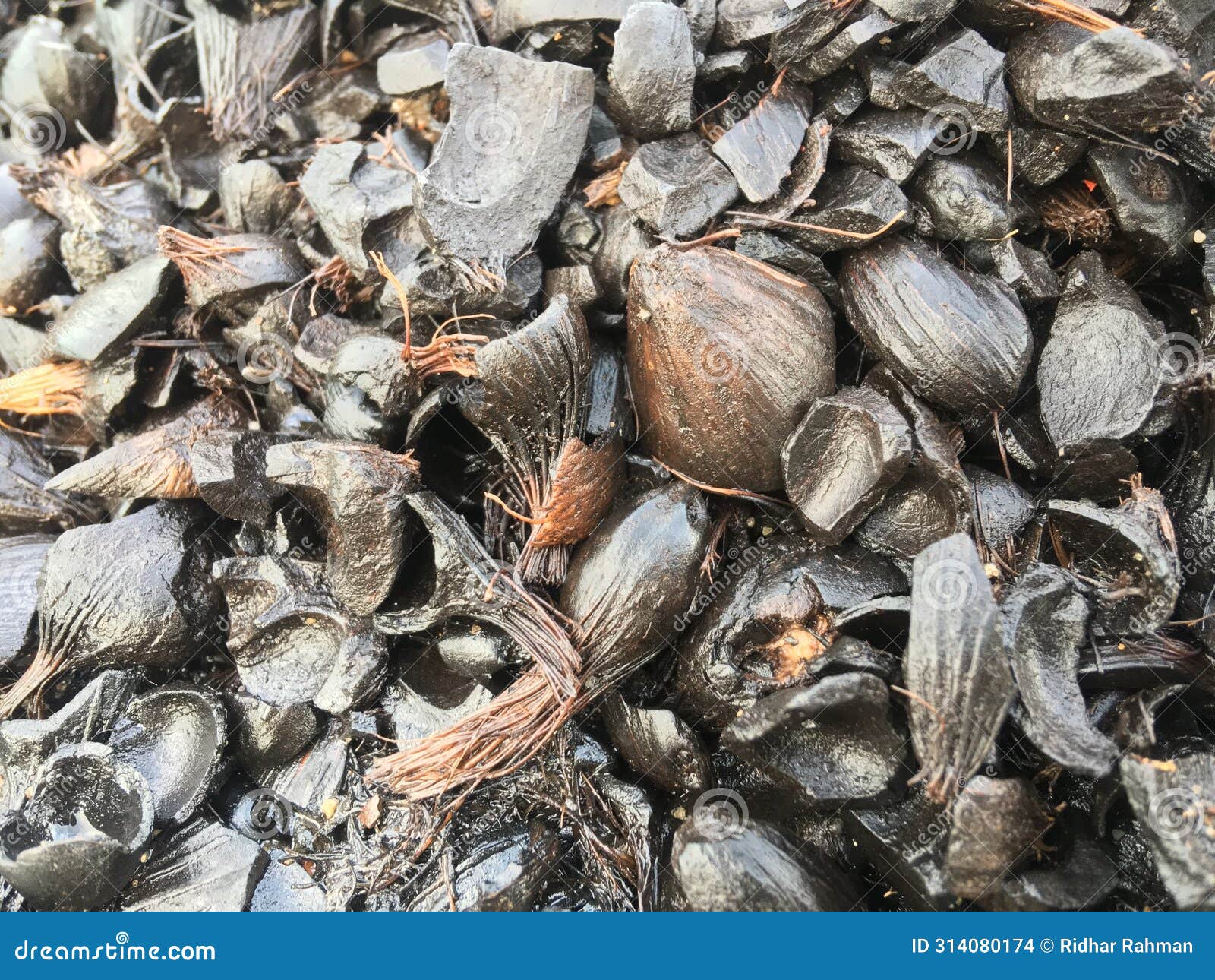 Piles of Black Palm Kernel Shells Stock Photo - Image of freshness ...