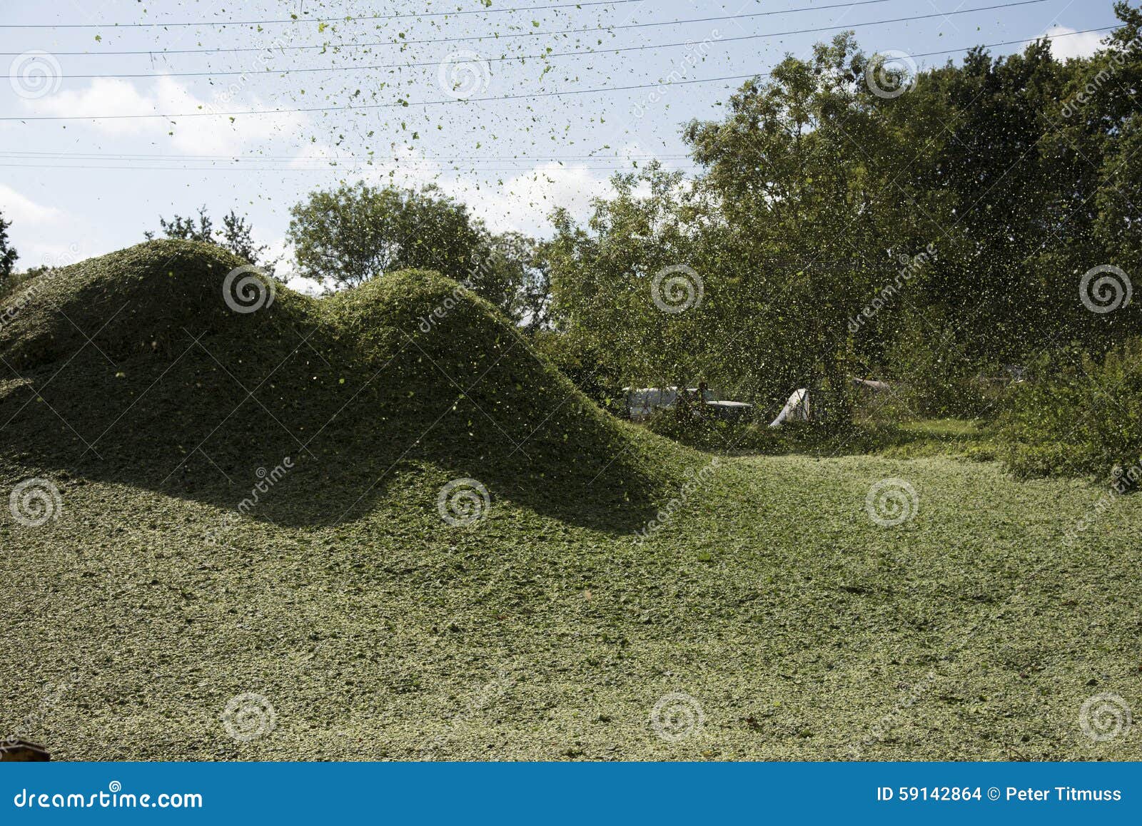 Piles of Chaff from Hop Processing Farm Stock Photo - Image of bines ...