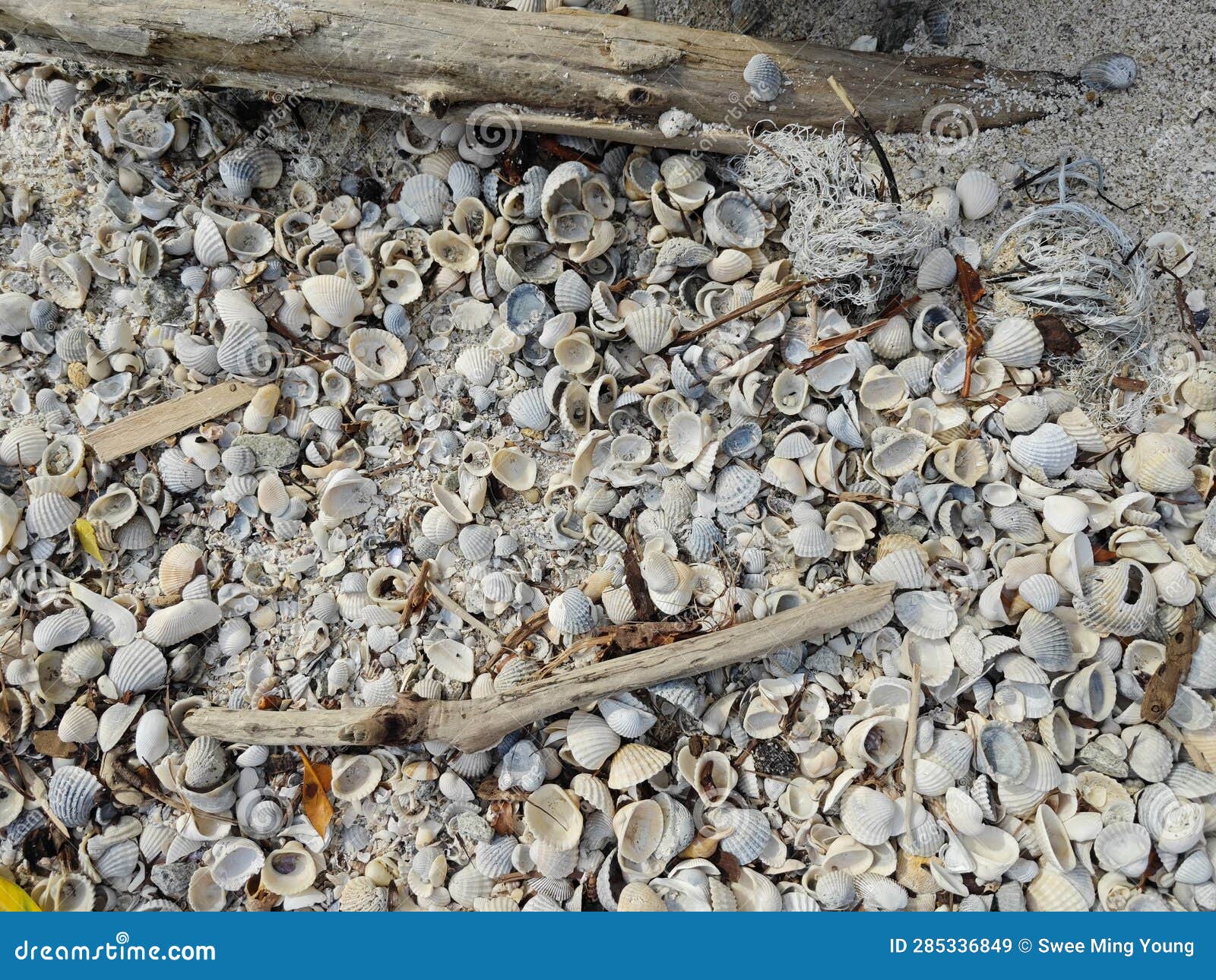 Piles of Dead Seashell on the Sandy Beach Stock Image - Image of ...