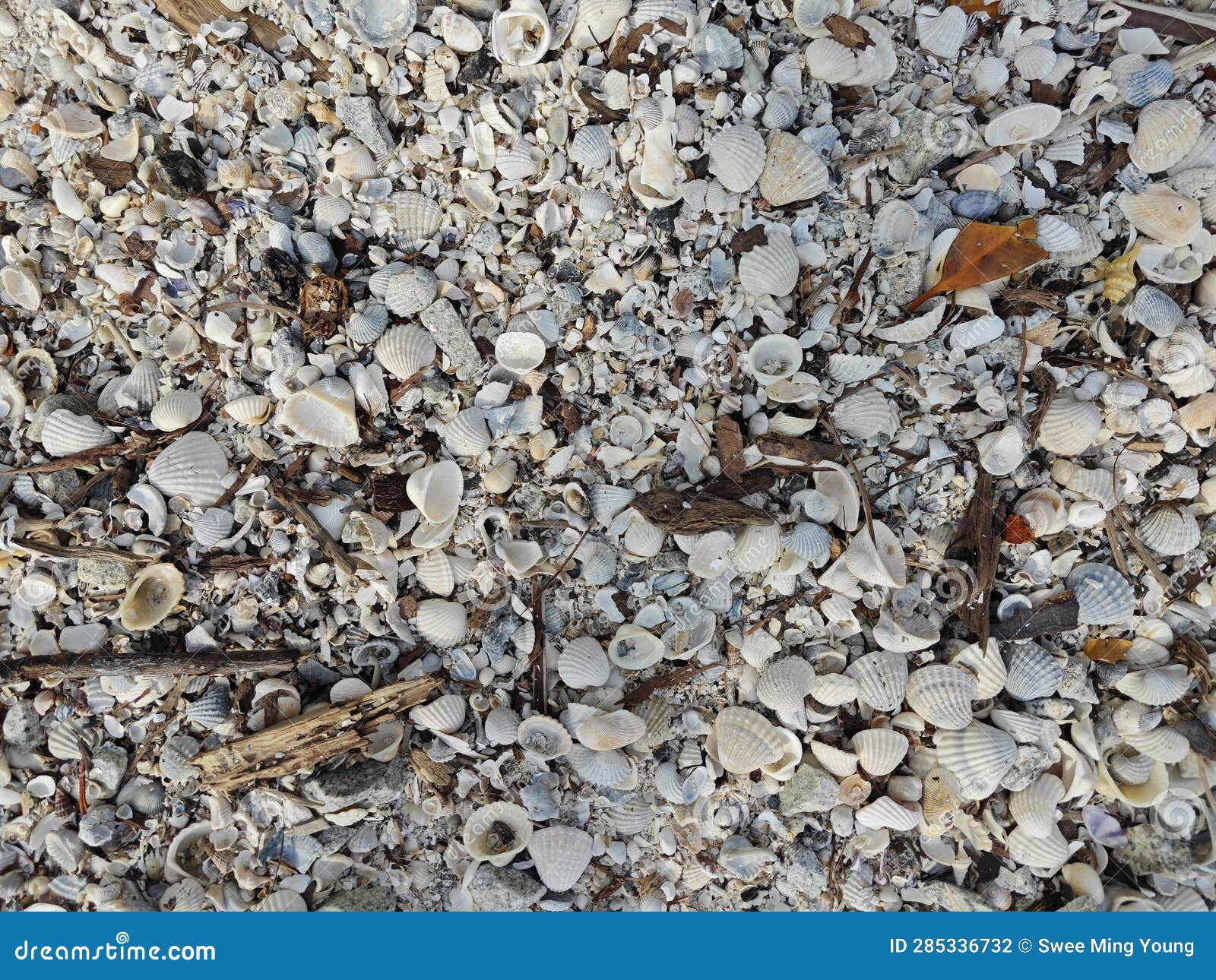 Piles of Dead Seashell on the Sandy Beach Stock Photo - Image of ...