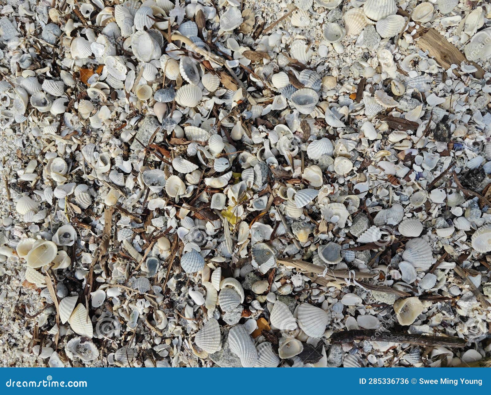 Piles of Dead Seashell on the Sandy Beach Stock Photo - Image of beach ...