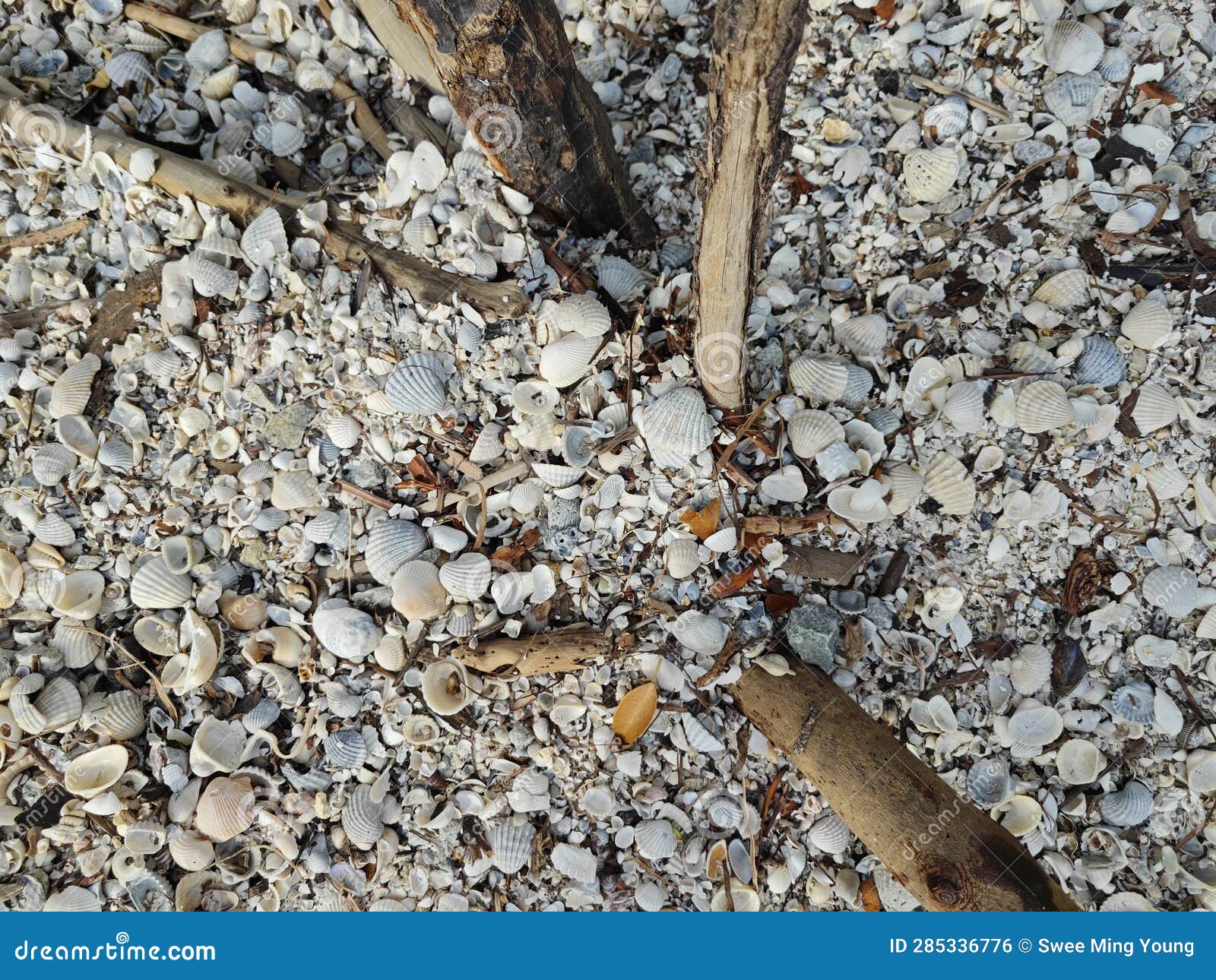 Piles of Dead Seashell on the Sandy Beach Stock Photo - Image of marine ...