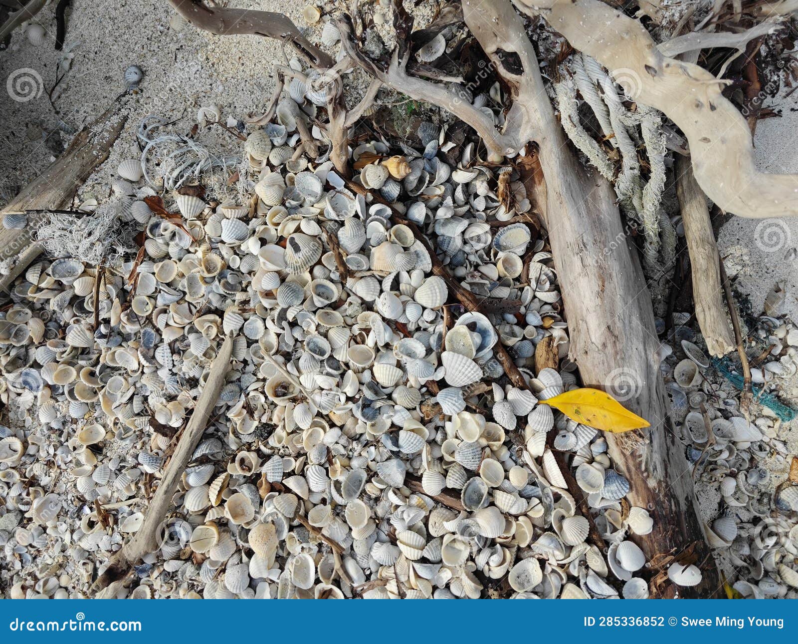 Piles of Dead Seashell on the Sandy Beach Stock Photo - Image of animal ...