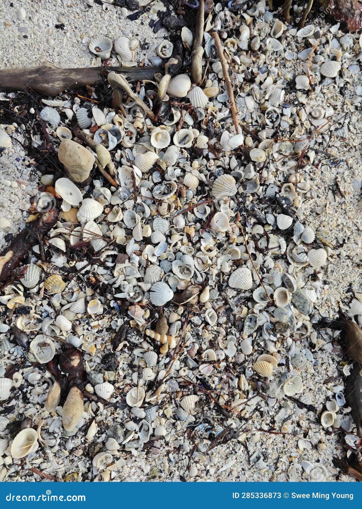 Piles of Dead Seashell on the Sandy Beach Stock Image - Image of botany ...
