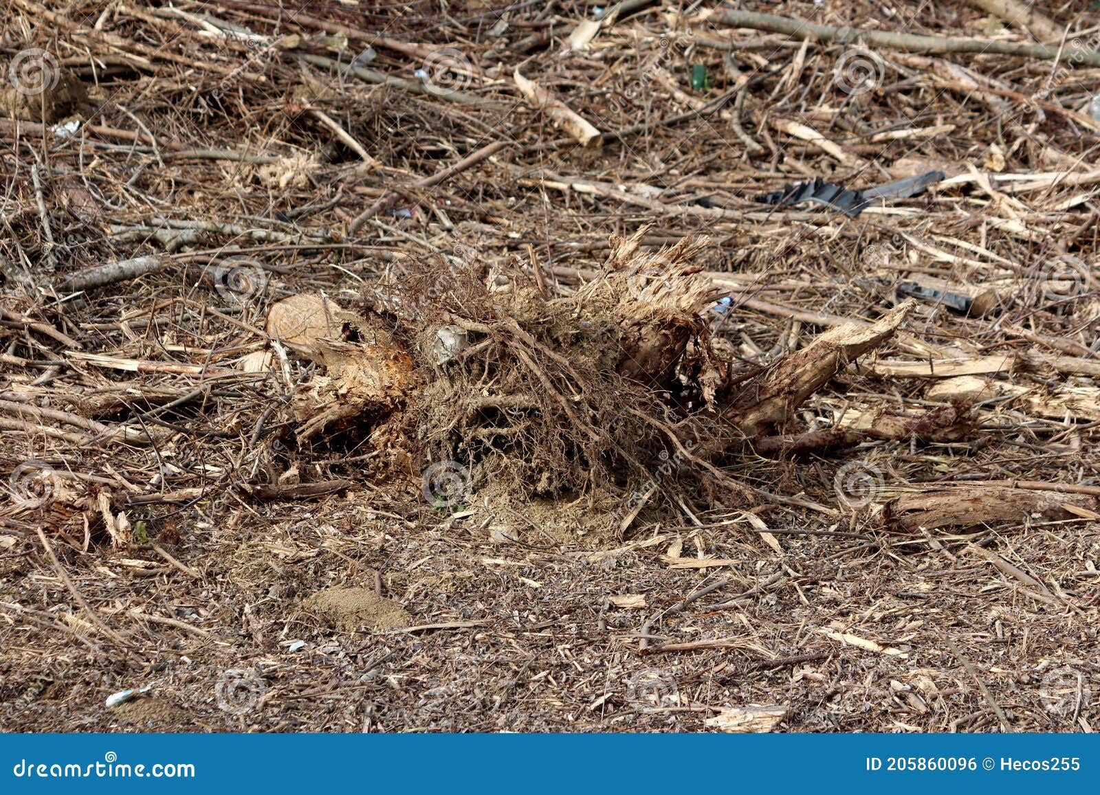 Piles of Densely Cut Down and Chopped Down Trees with Multiple Tree ...
