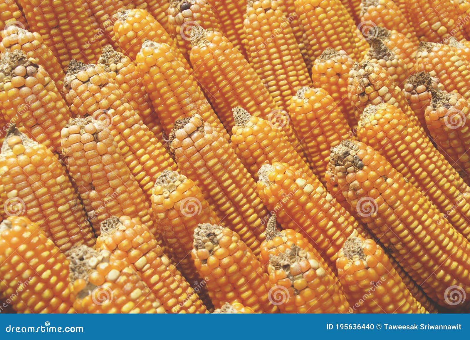 Piles Of Corn That Are Still Wrapped In Skins, Corn That Is Ready To Be ...