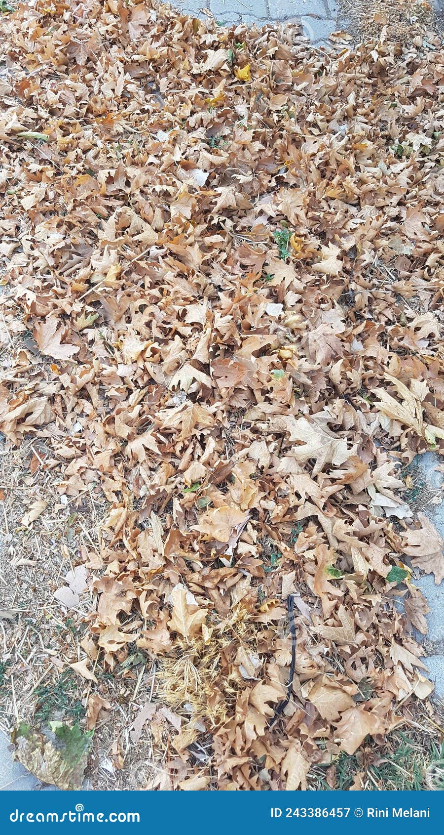 Piles of Dry Leaves Scattered Stock Image - Image of food, floor: 243386457