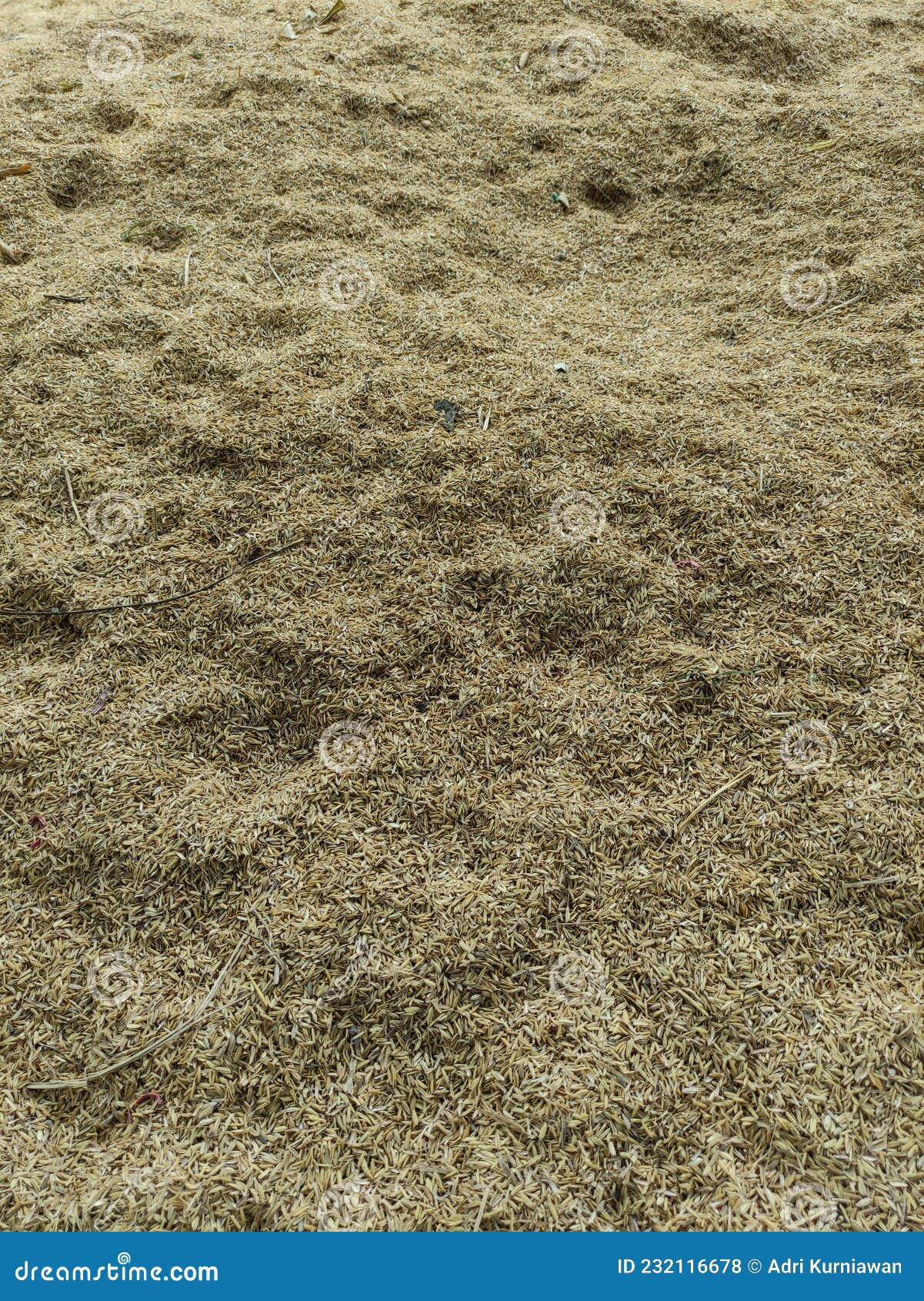 Piles of dry rice husk stock photo. Image of rice, geology - 232116678
