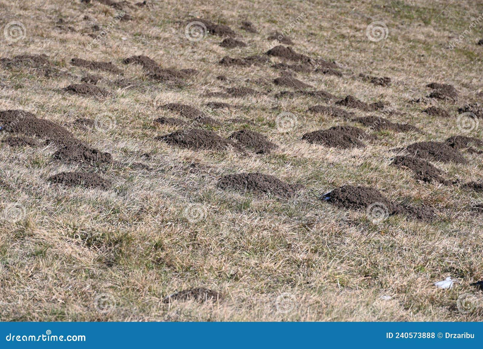 Piles of Earth Moles Dug in the Meadow Stock Photo - Image of moles ...