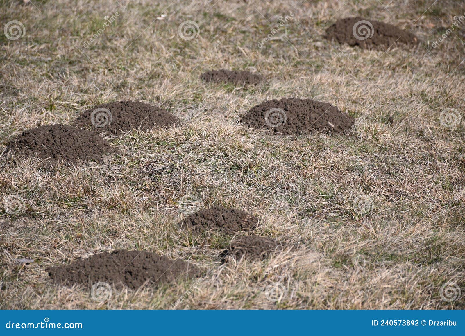 Piles of Earth Moles Dug in the Meadow Stock Photo - Image of meadow ...