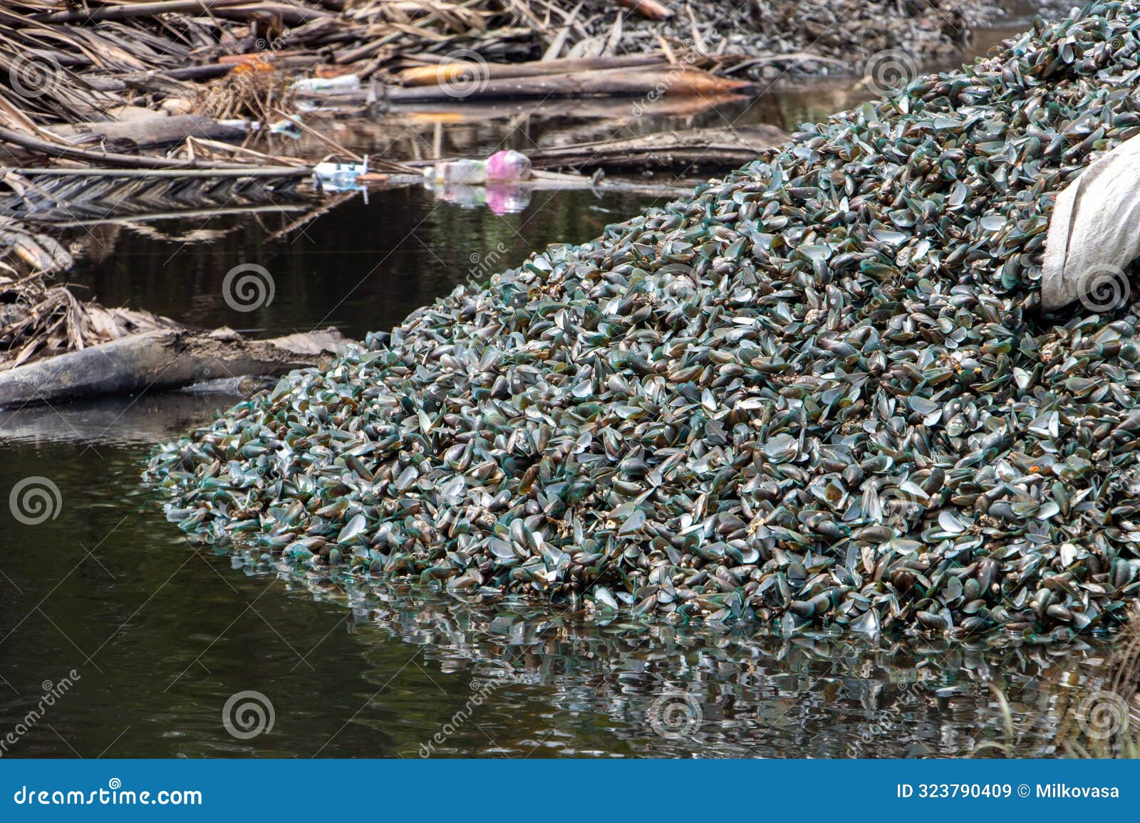 Piles of Empty Shells of Shellfish Dumped beside a Stream Stock Image ...