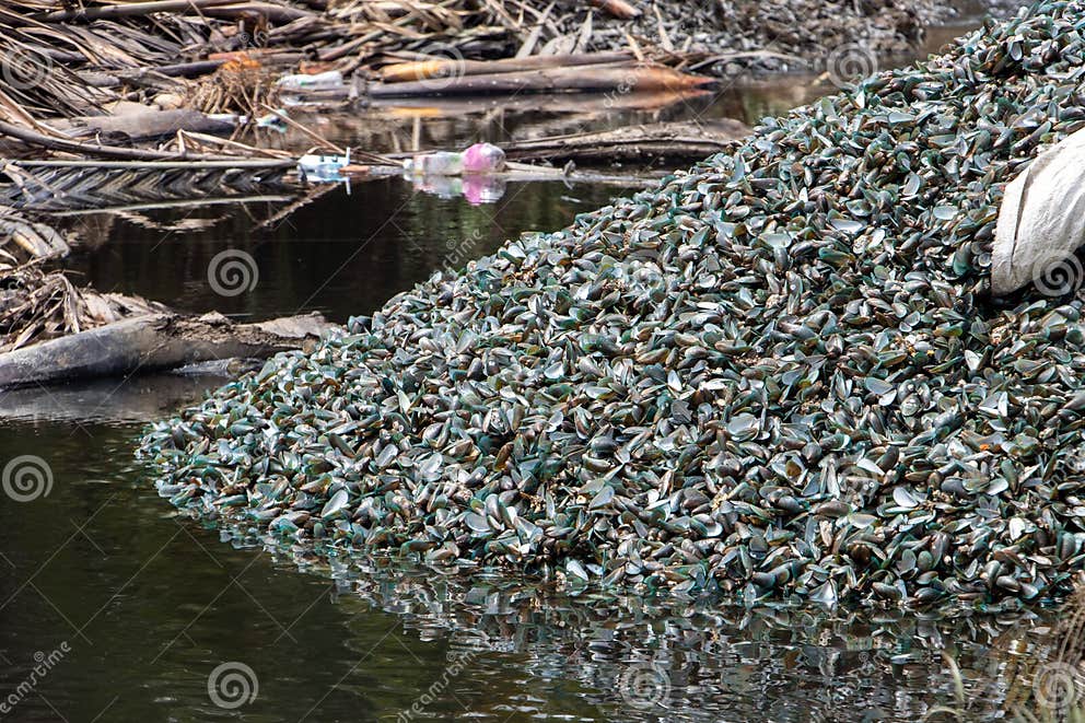 Piles of Empty Shells of Shellfish Dumped beside a Stream Stock Image ...