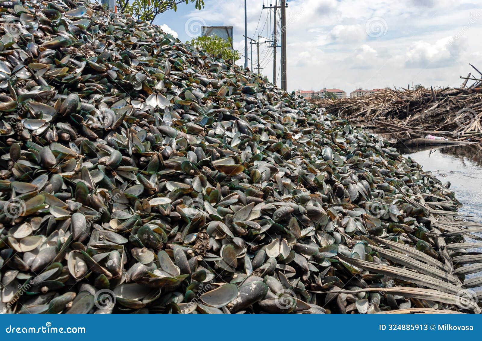 Piles of Empty Shells of Shellfish Dumped beside a Stream, Thailand ...