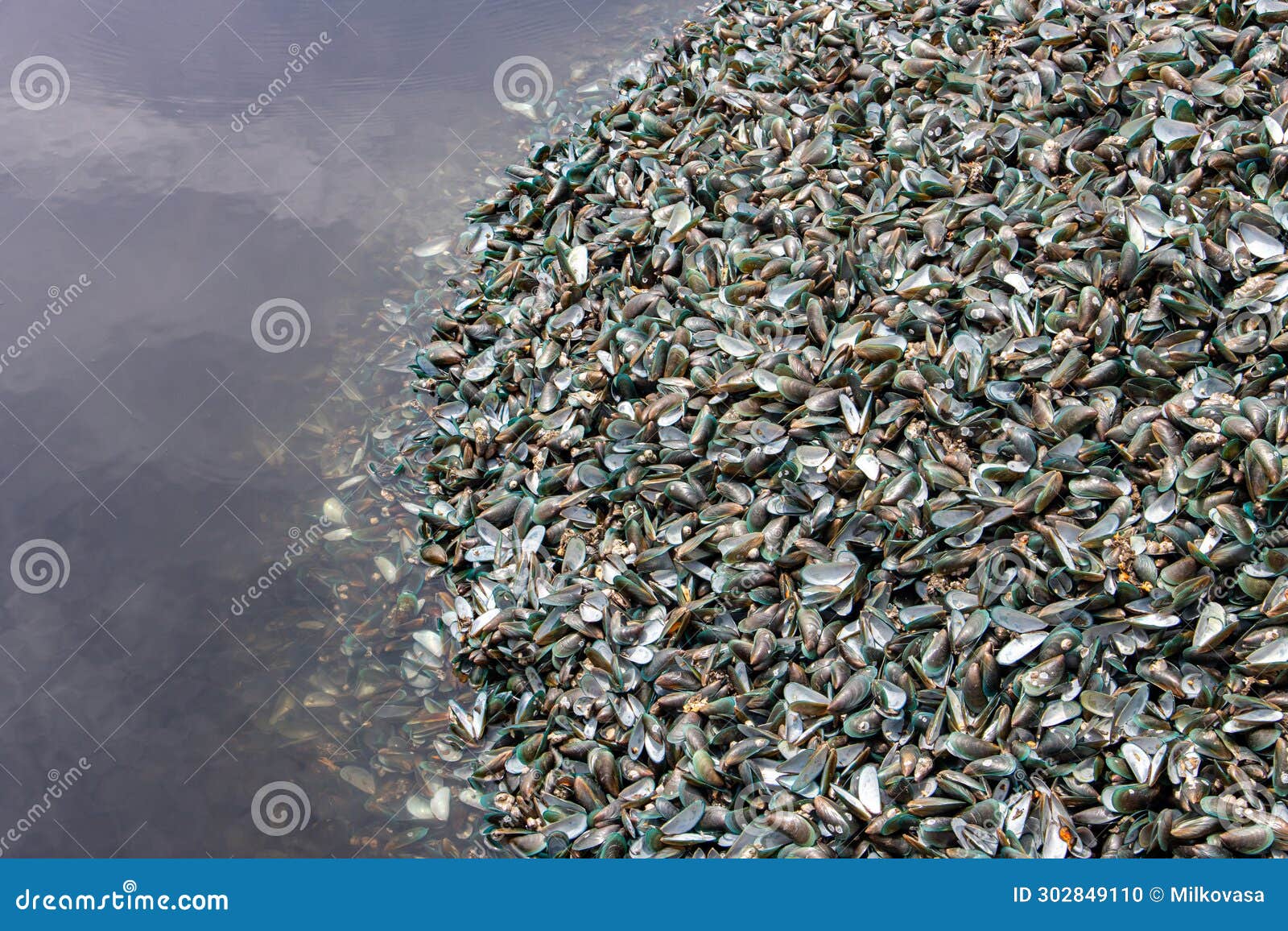 Piles of Empty Shells of Shellfish at a Water, Thailand Stock Photo ...
