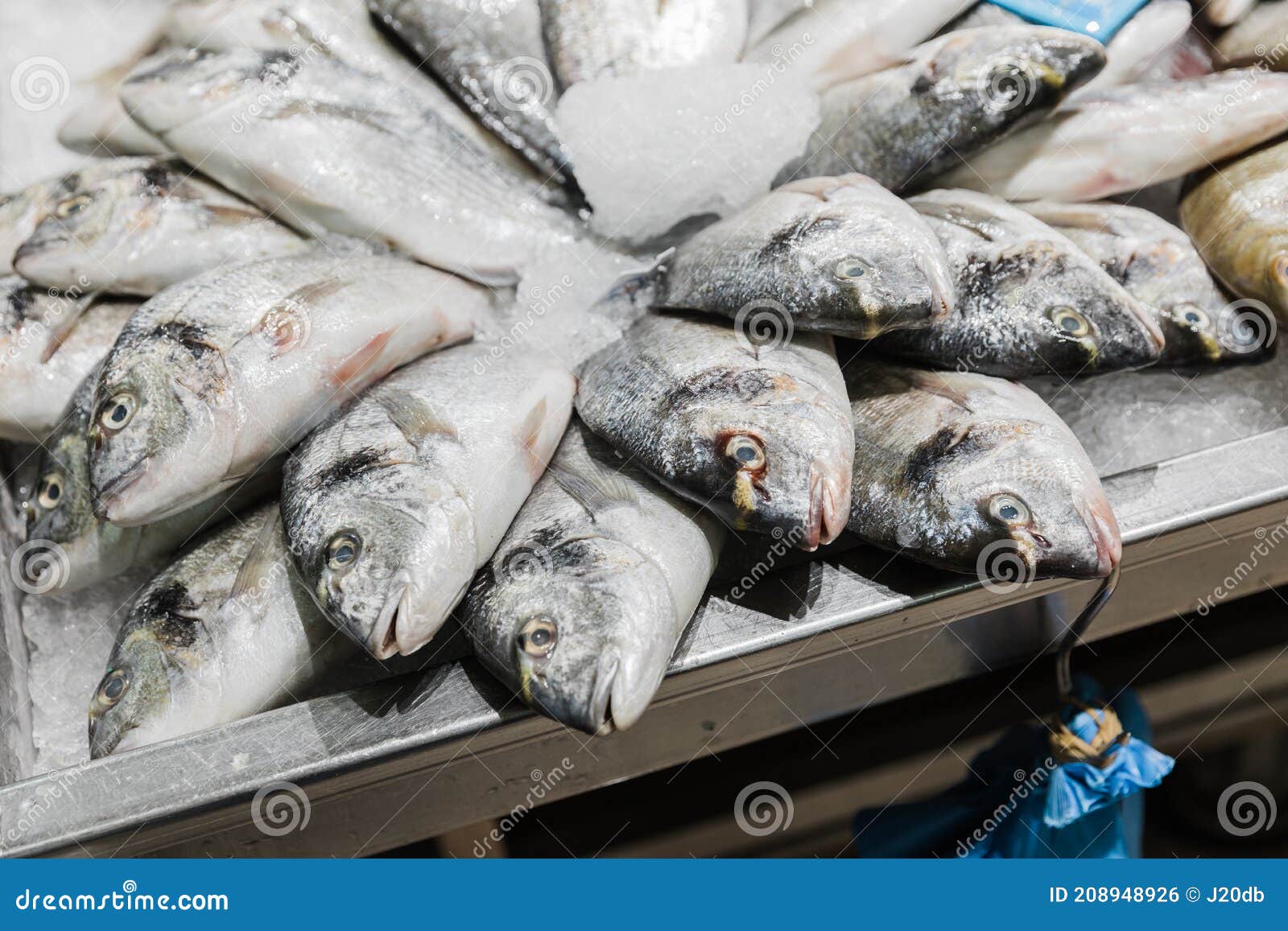 Fish for sale stock photo. Image of sale, caught, fresh - 208948926