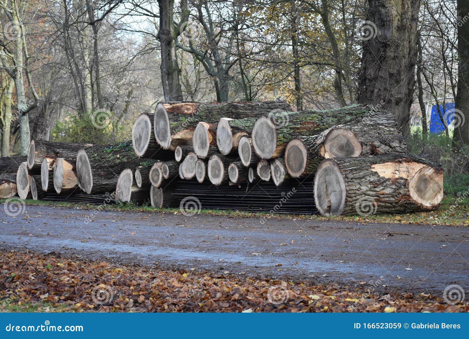 Piles of Freshly Cut Down Tree Trunks. Stock Image - Image of landscape ...