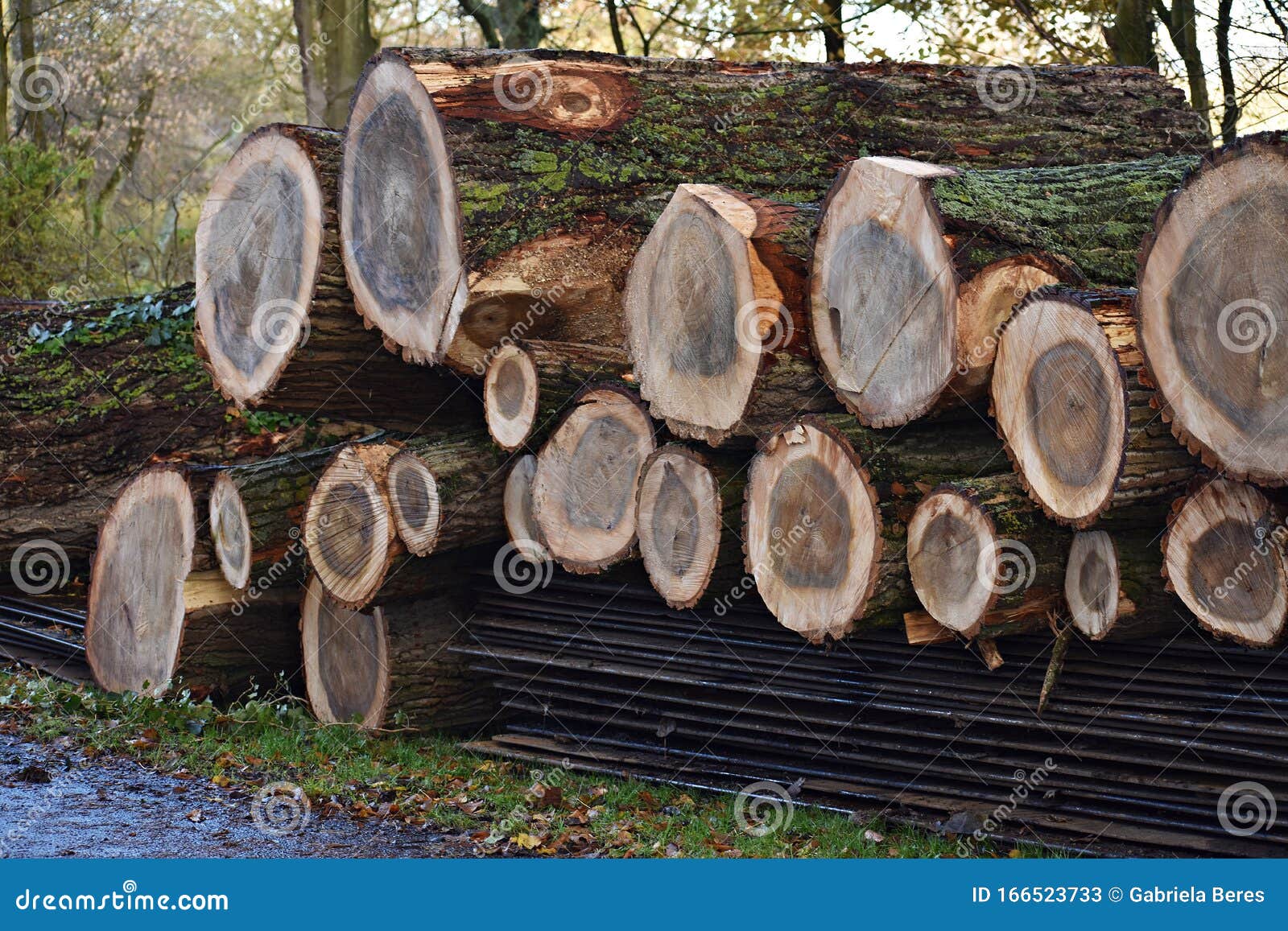 Piles of Freshly Cut Down Tree Trunks. Stock Image - Image of garden ...