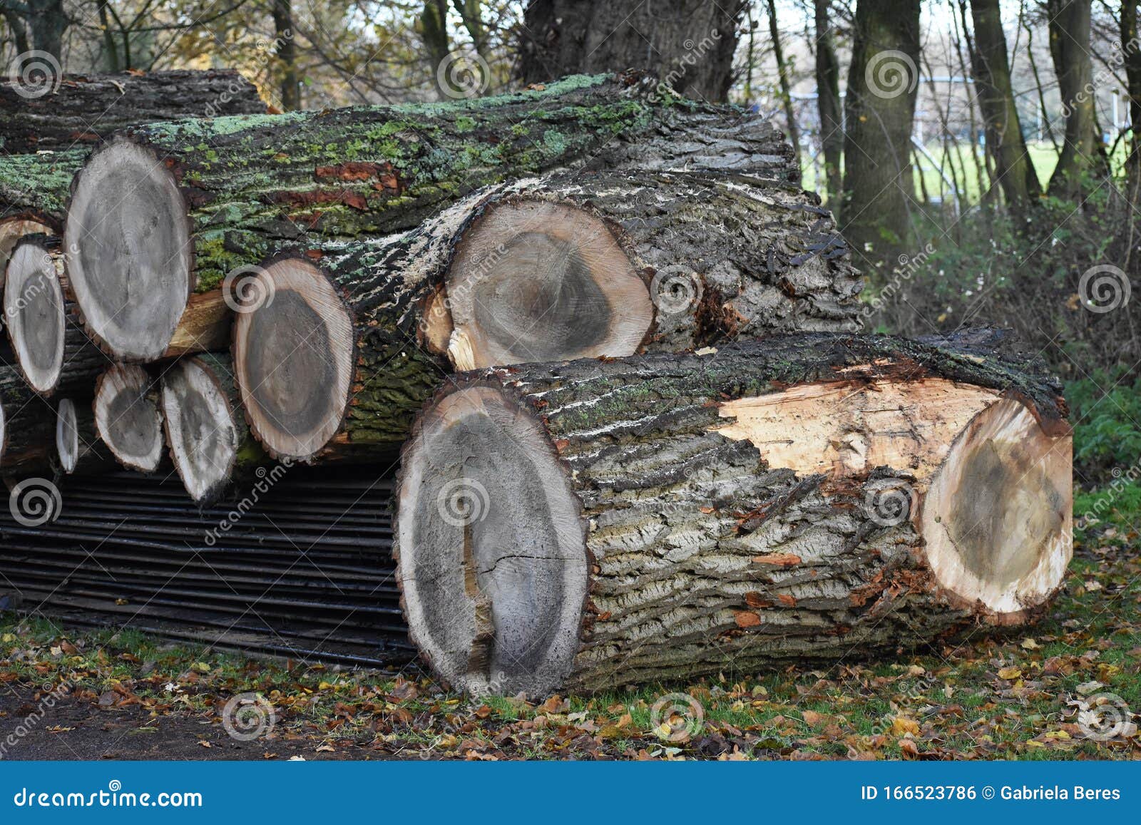 Piles of Freshly Cut Down Tree Trunks. Stock Photo - Image of fuel ...