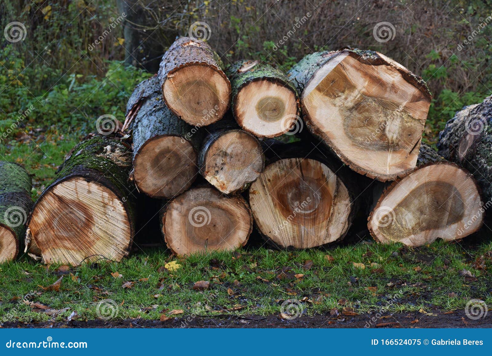 Piles of Freshly Cut Down Tree Trunks. Stock Image - Image of forest ...