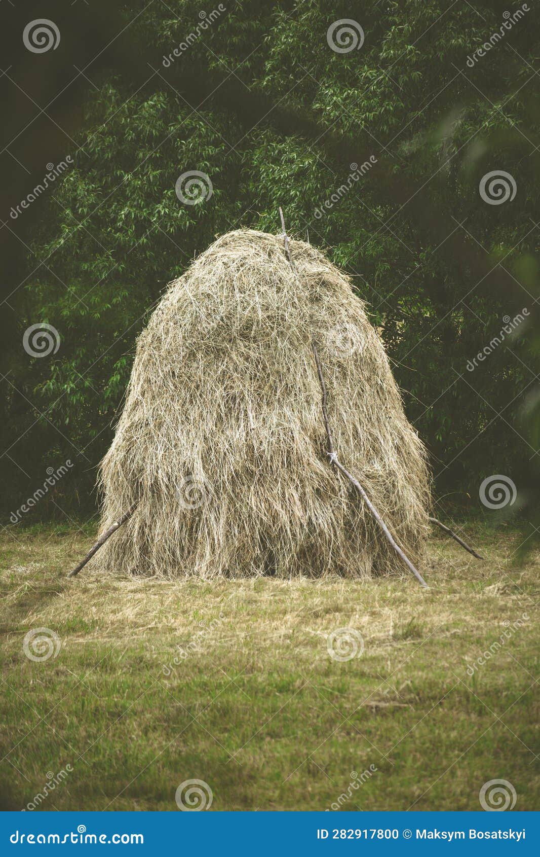Piles of hay in the field stock photo. Image of summer - 282917800