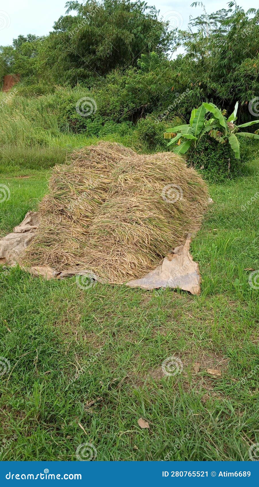 Piles of Paddy on the Ground Stock Image - Image of garden, agriculture ...