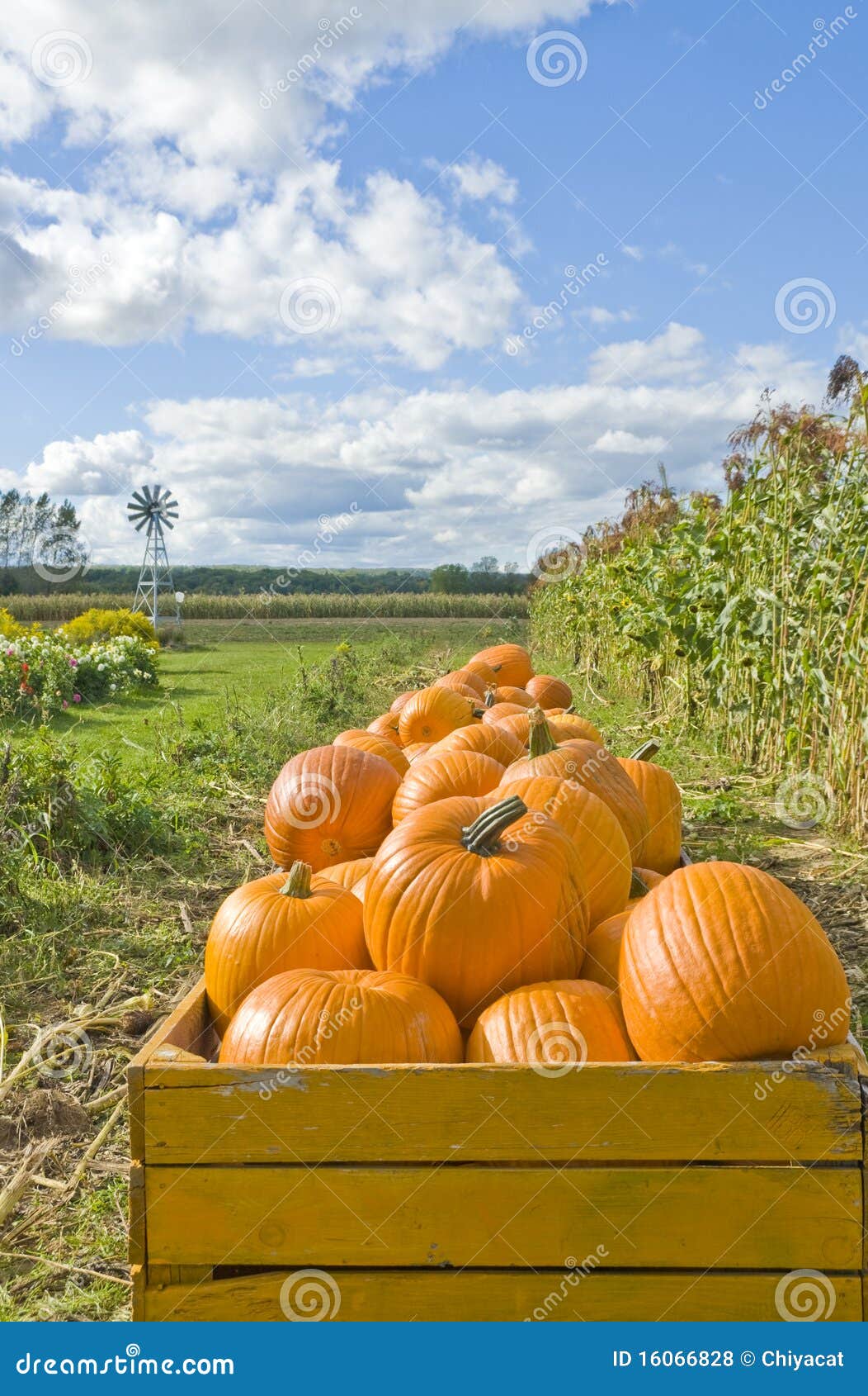 Piles of Pumpkins on a Farm Stock Photo - Image of corn, food: 16066828