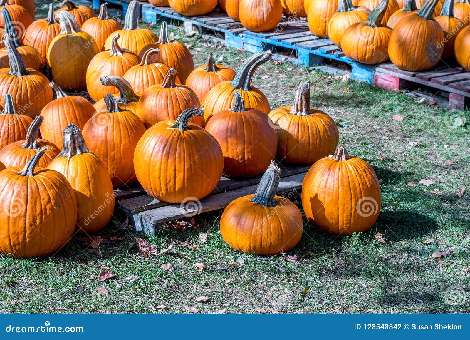 Piles of Pumpkins at a Pumpkin Patch Stock Photo - Image of bulk ...