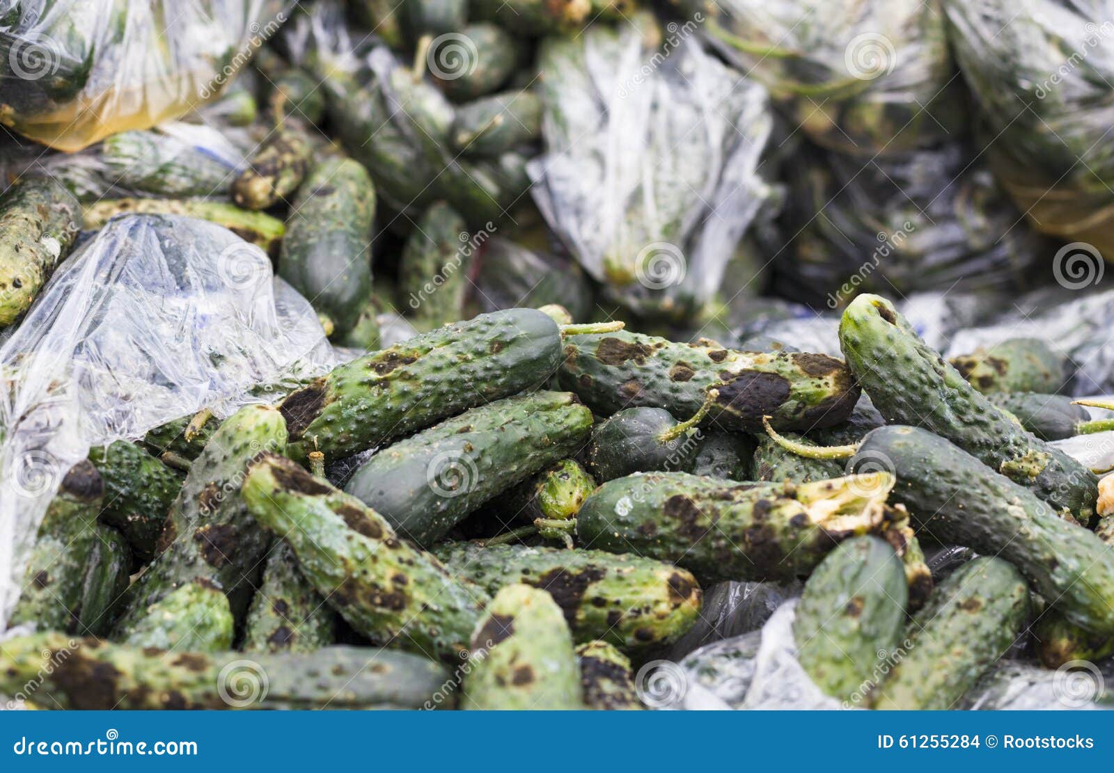 Rotten Cucumbers On Yellow Background. Excessive Consumption Concept ...