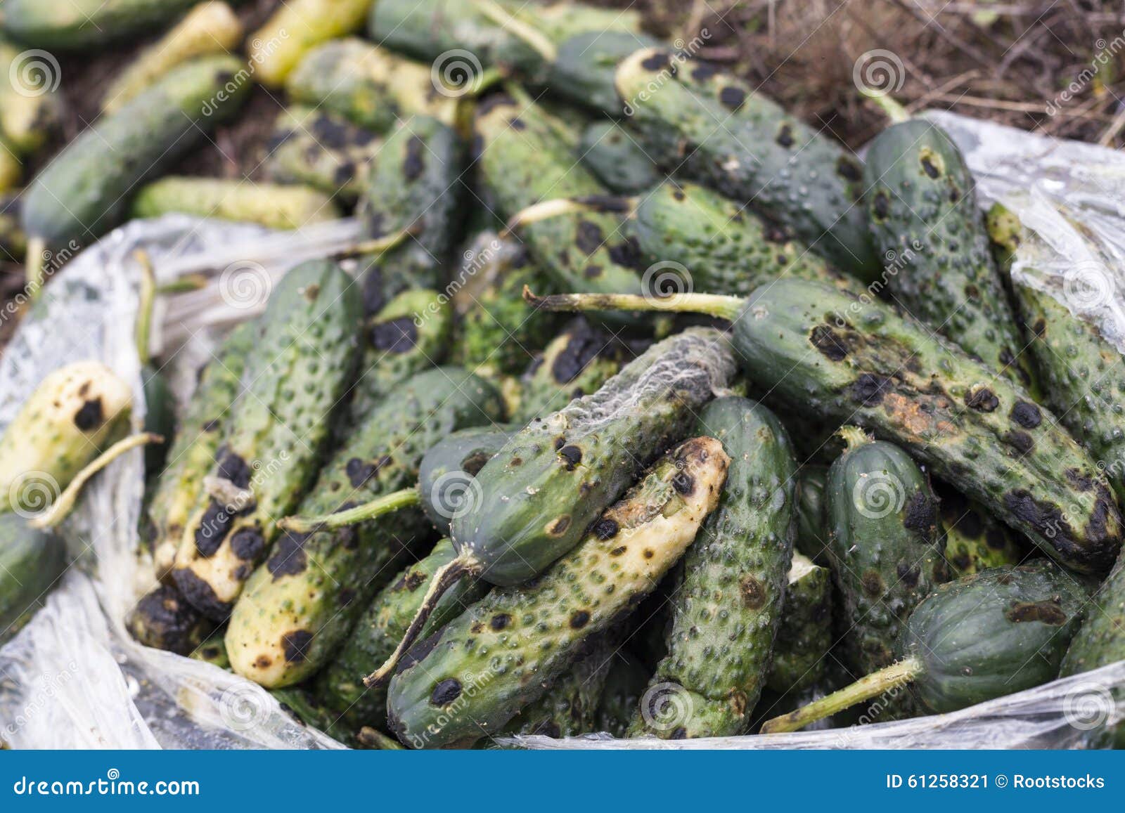 Piles of Rotten Cucumbers on the Landfill Stock Image - Image of nature ...