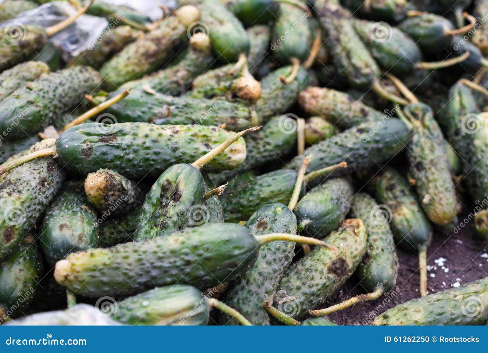 Rotten Cucumbers On Yellow Background. Excessive Consumption Concept ...
