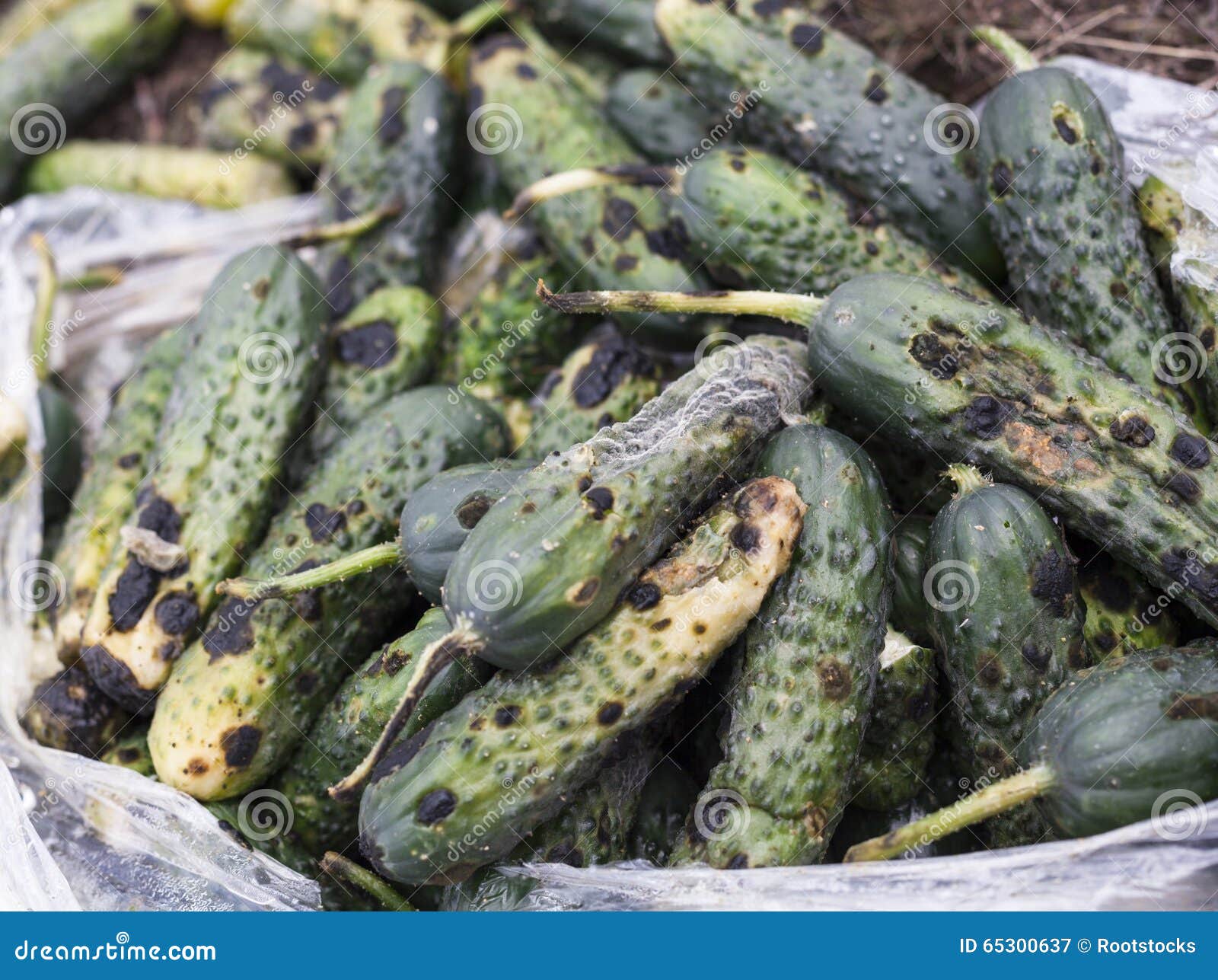 Piles of Rotten Cucumbers on the Landfill Stock Image - Image of nature ...