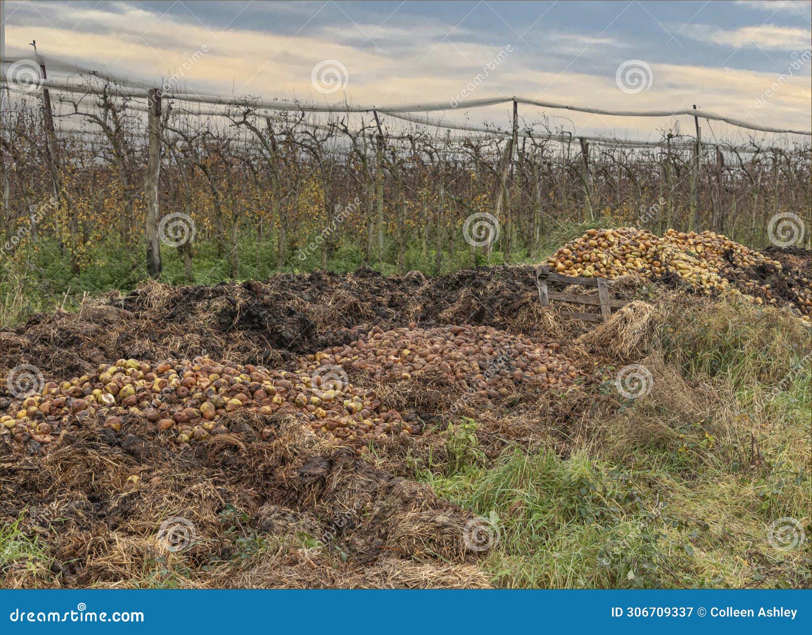 Piles of Rotting Fruit in Front of the Fruit Trees Stock Image - Image ...