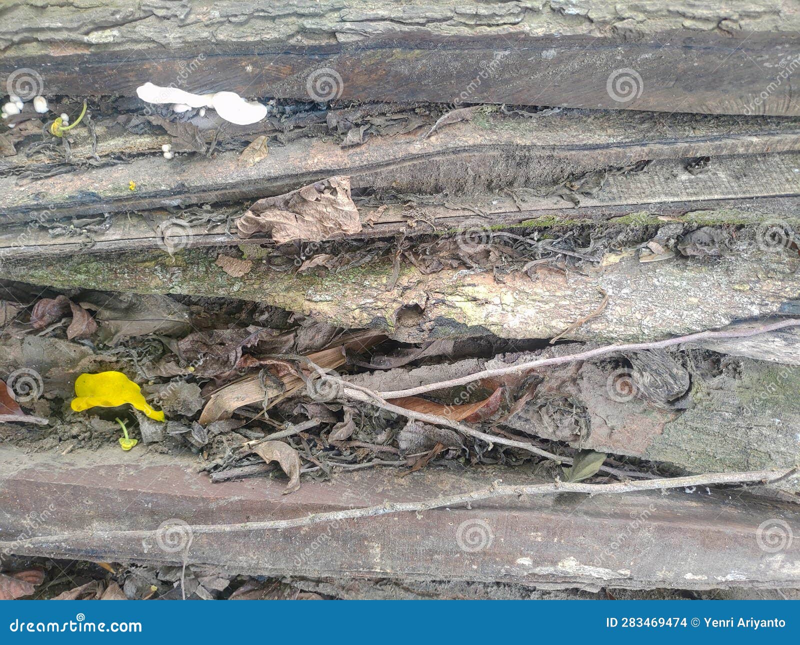 Piles of Rotting and Termite-eaten Wood Stock Photo - Image of macro ...