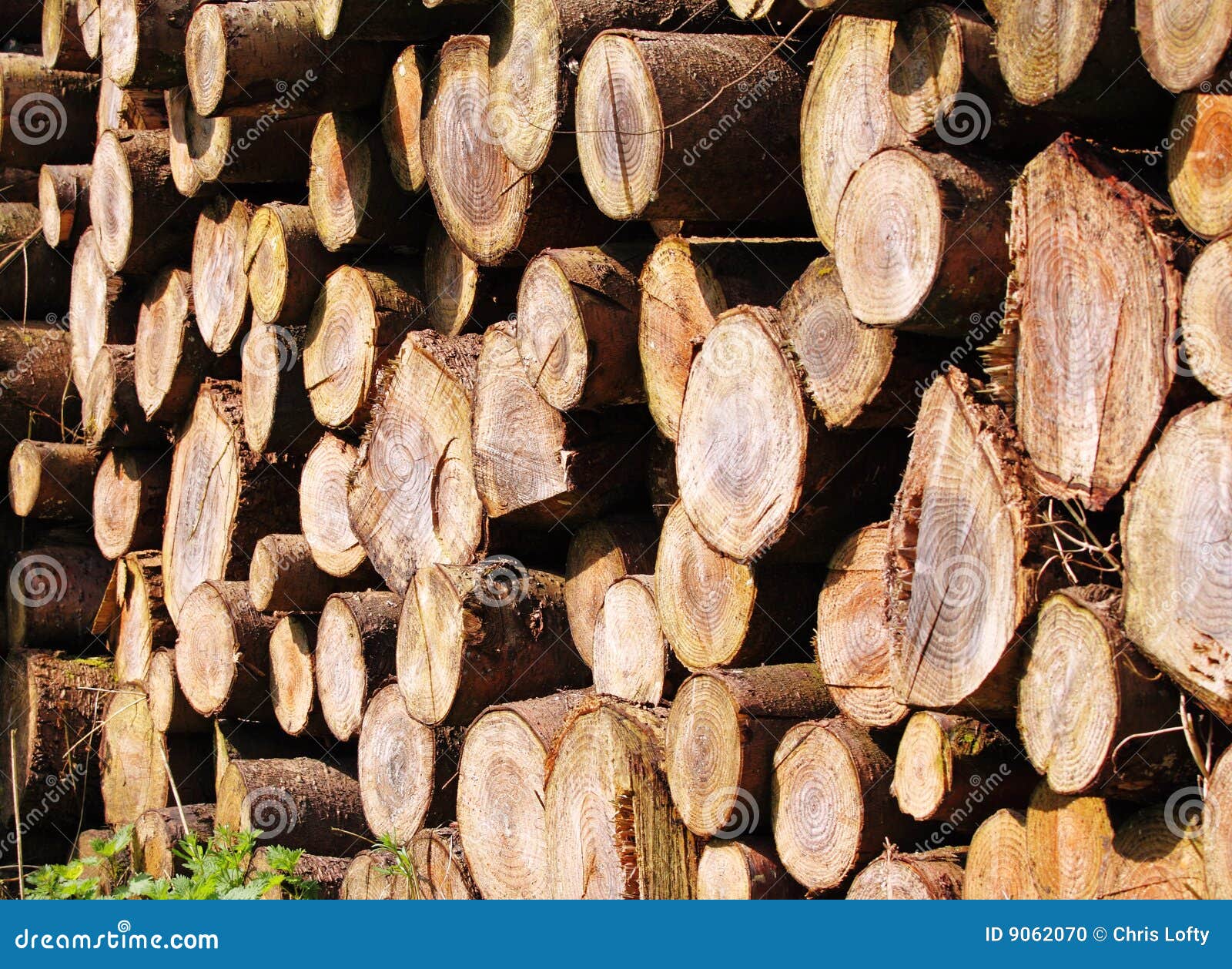 Piles of Sawn Timber stock photo. Image of poles, logs - 9062070