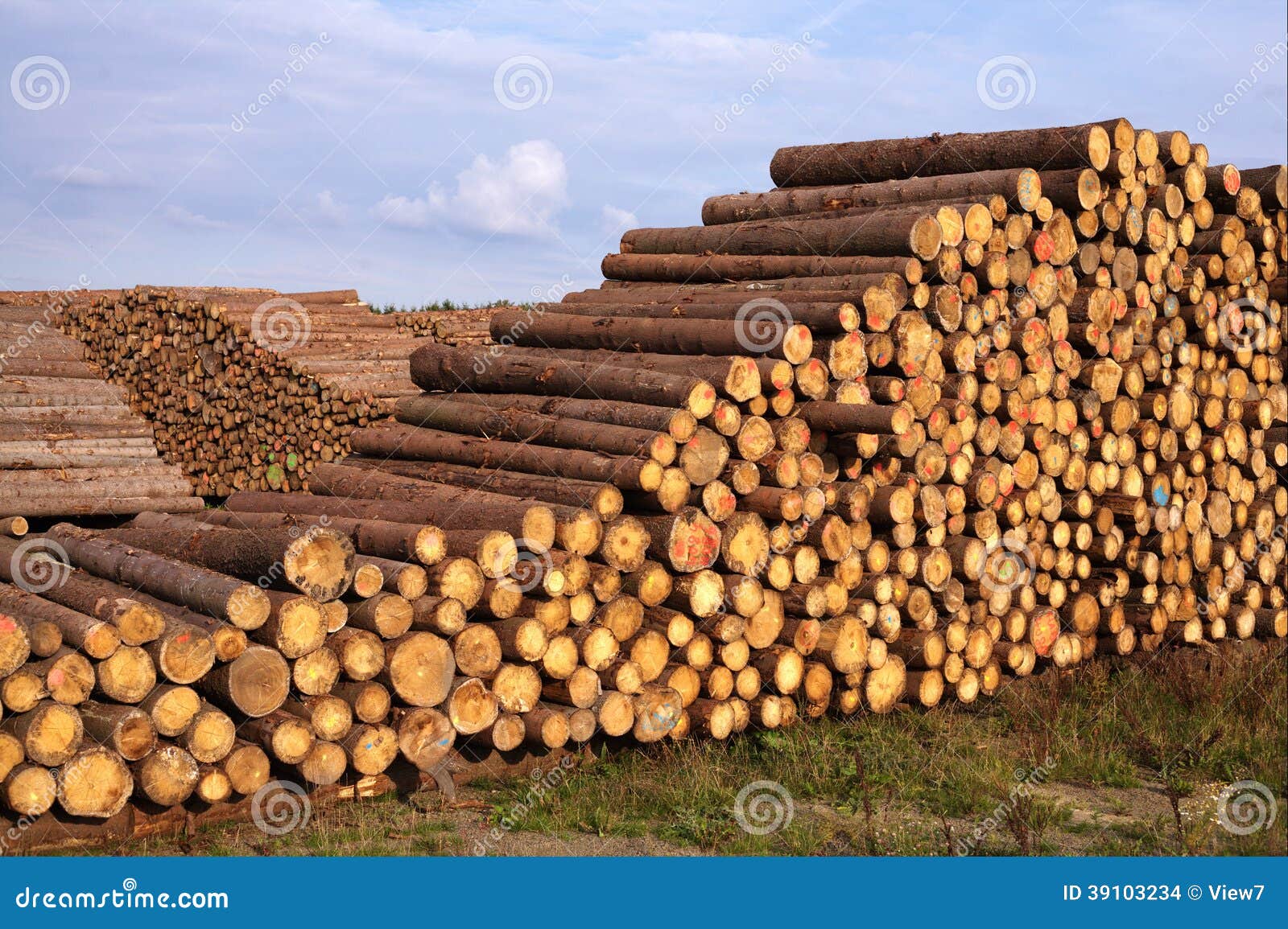 Piles of Sawn Tree Logs and Blue Sky Stock Photo - Image of stack, sawn ...
