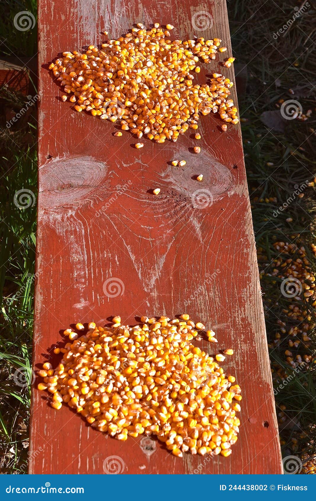 Piles of Shelled Corn Kernels on a Red Plank Stock Photo - Image of ...