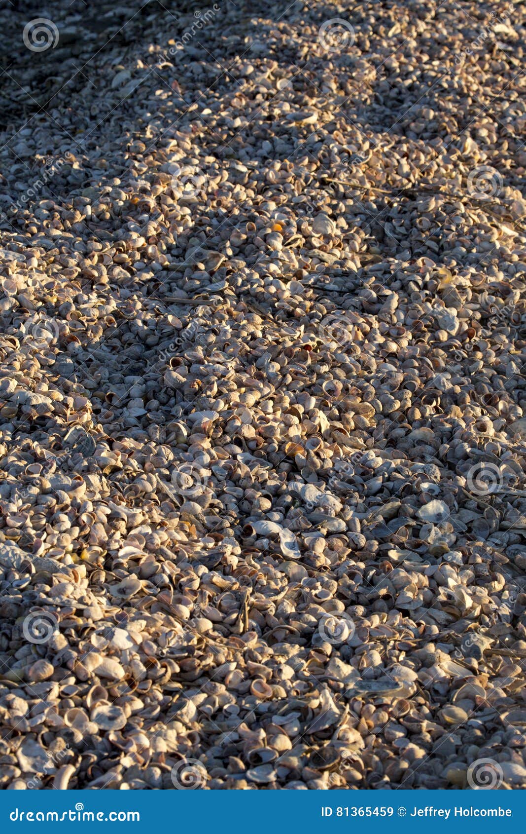 Piles of Shells on the Beach at Milford Point, Connecticut. Stock Image ...