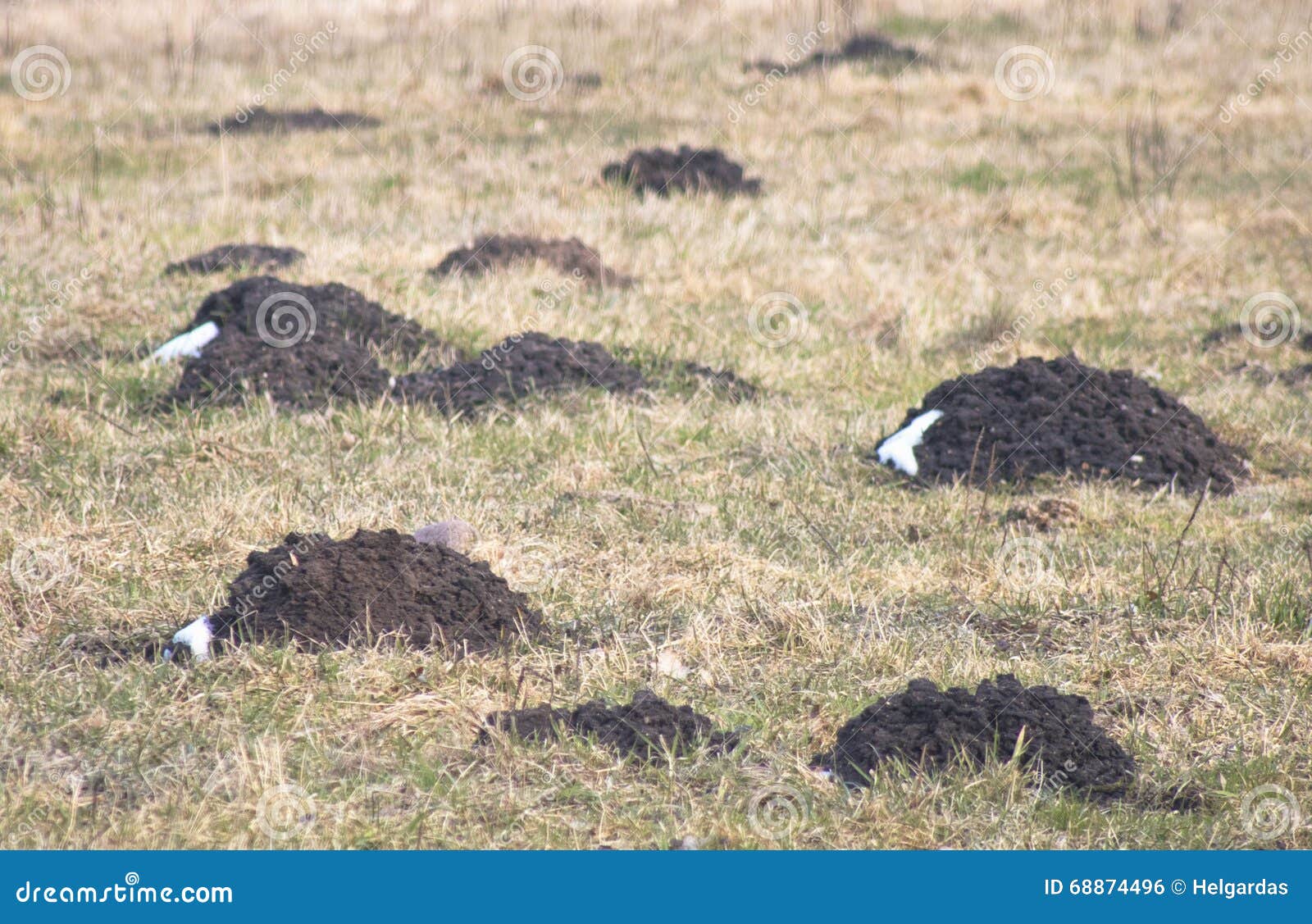 Piles of Soil Collected by Mole (mole Mound) Stock Photo - Image of ...