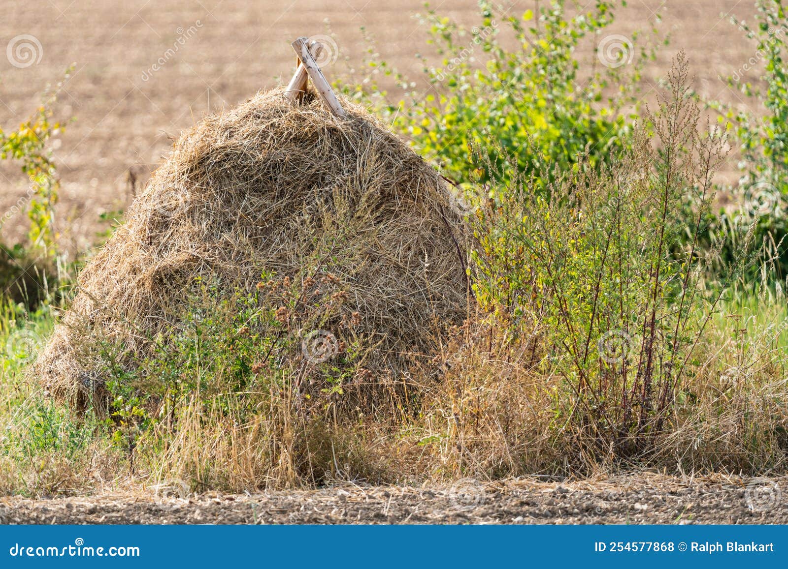 Piles of Straw at the Edge of a Field. Stock Photo - Image of ...