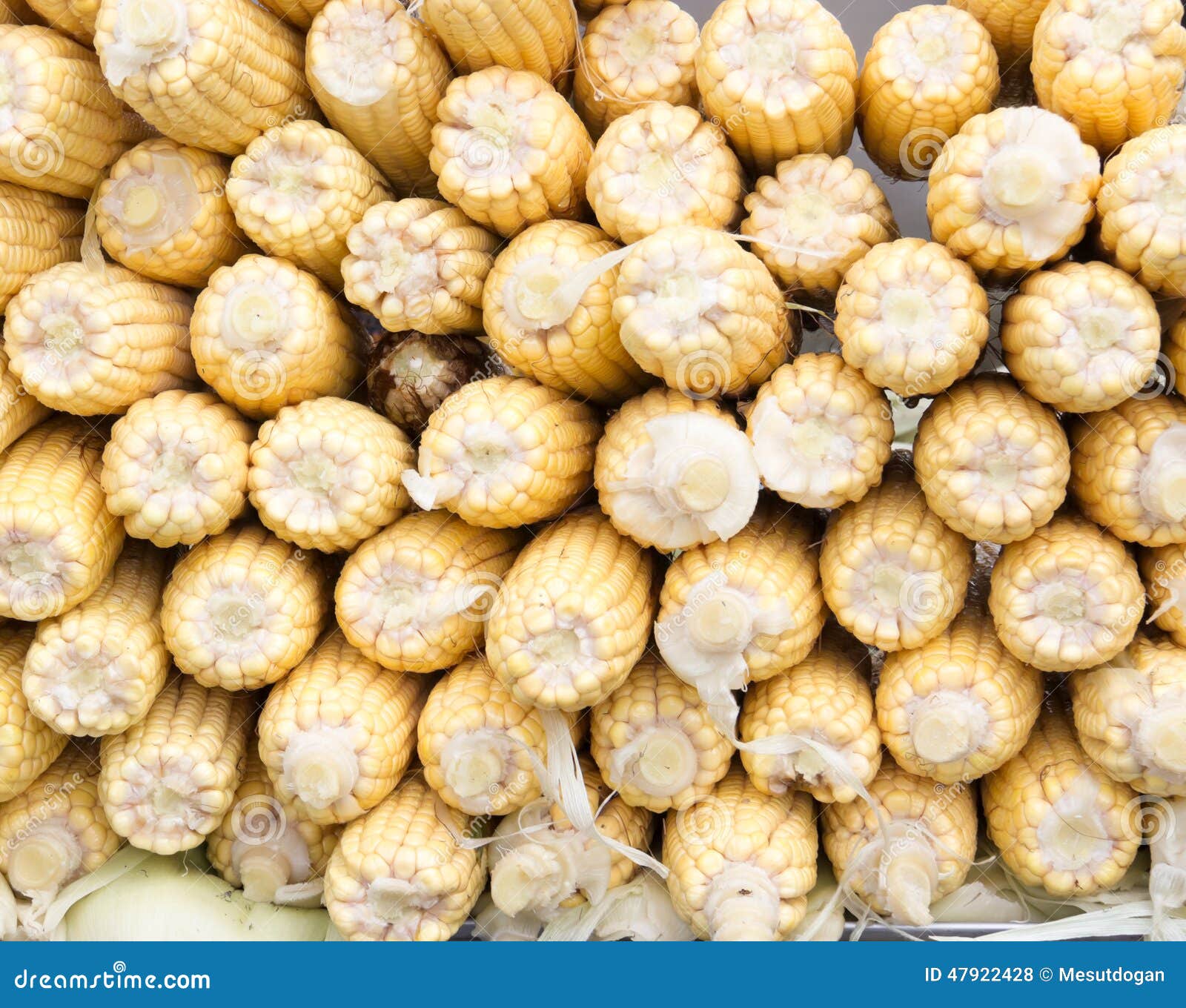 Piles Of Corn That Are Still Wrapped In Skins, Corn That Is Ready To Be ...