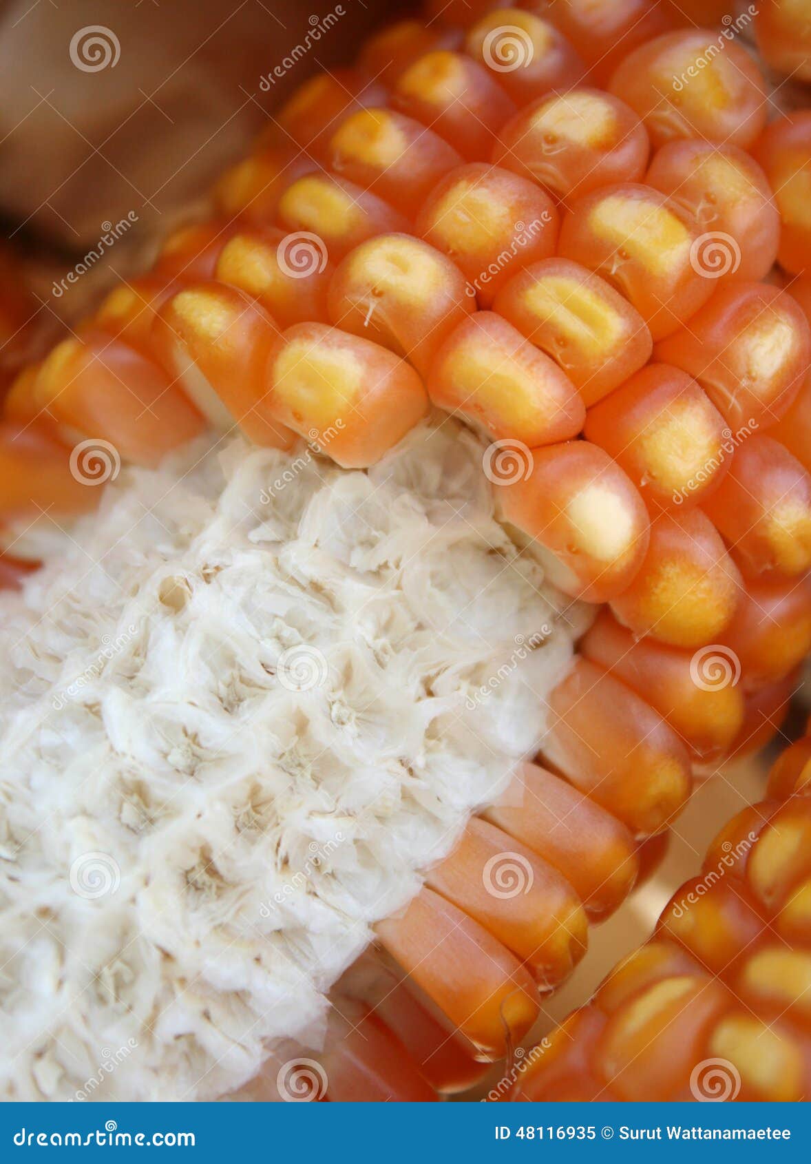 Piles Of Corn That Are Still Wrapped In Skins, Corn That Is Ready To Be ...